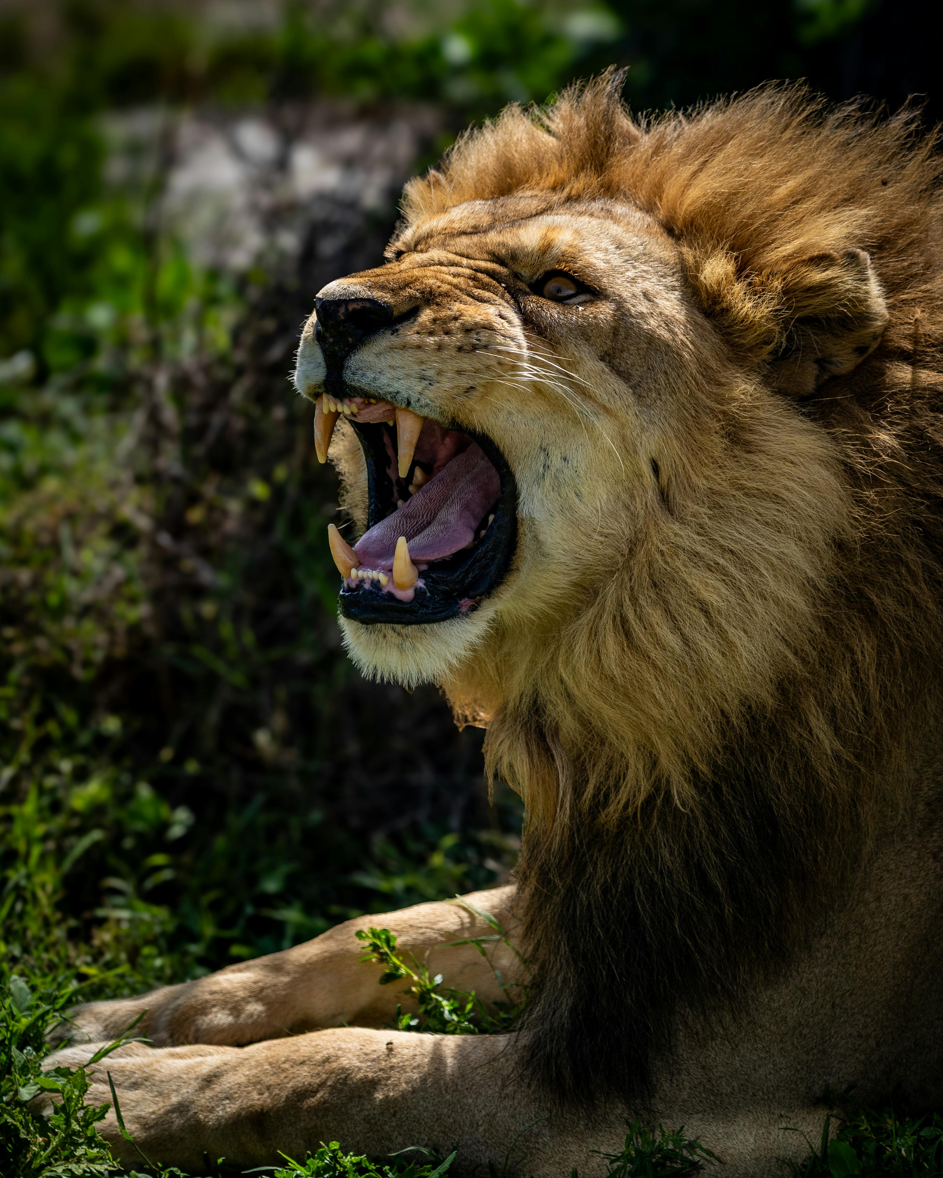 Rugissement Du Lion En Hd 2 479 Lion Rugit Stock Photos, High Res