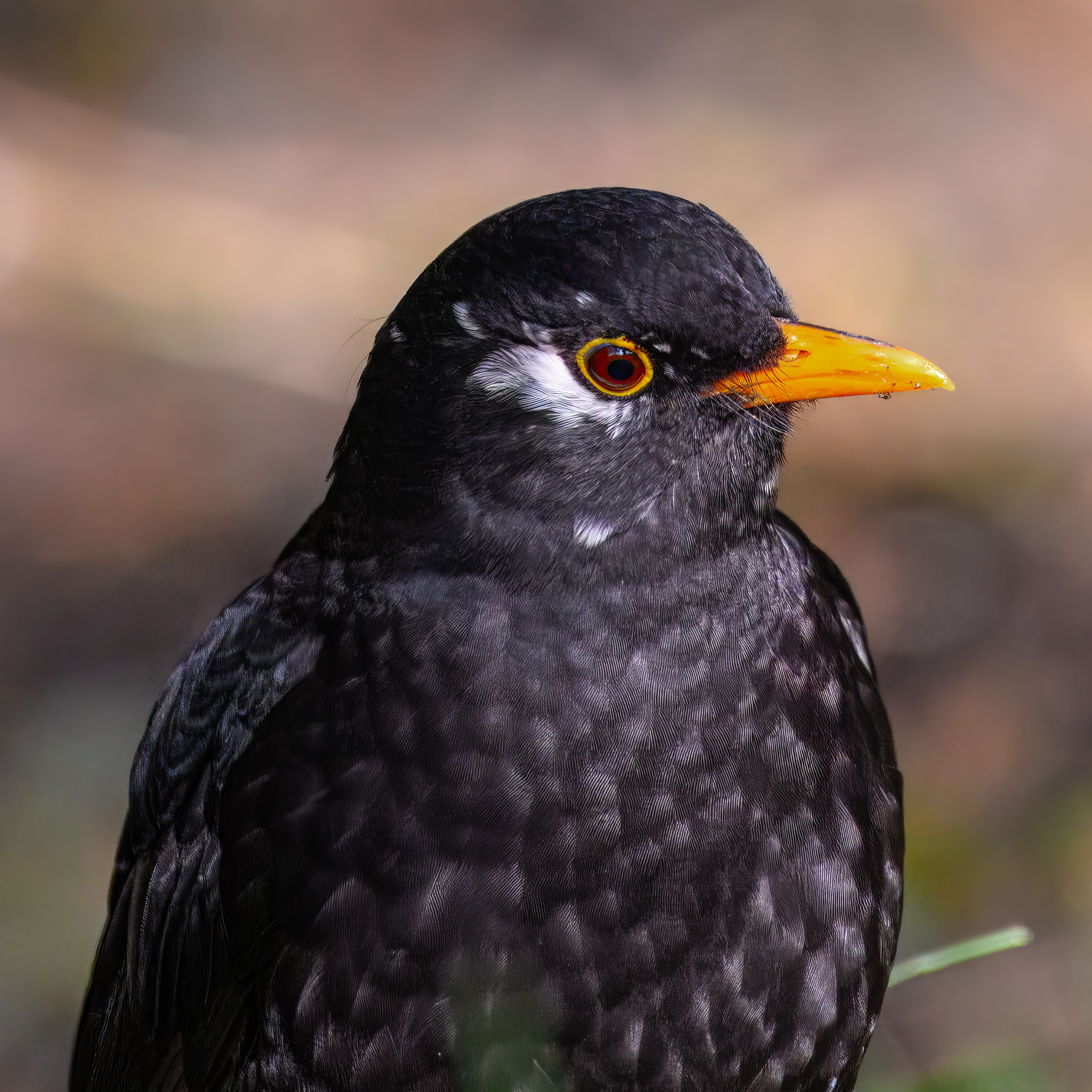 Close-up Portrait of a Blackbird in Nature · Free Stock Photo
