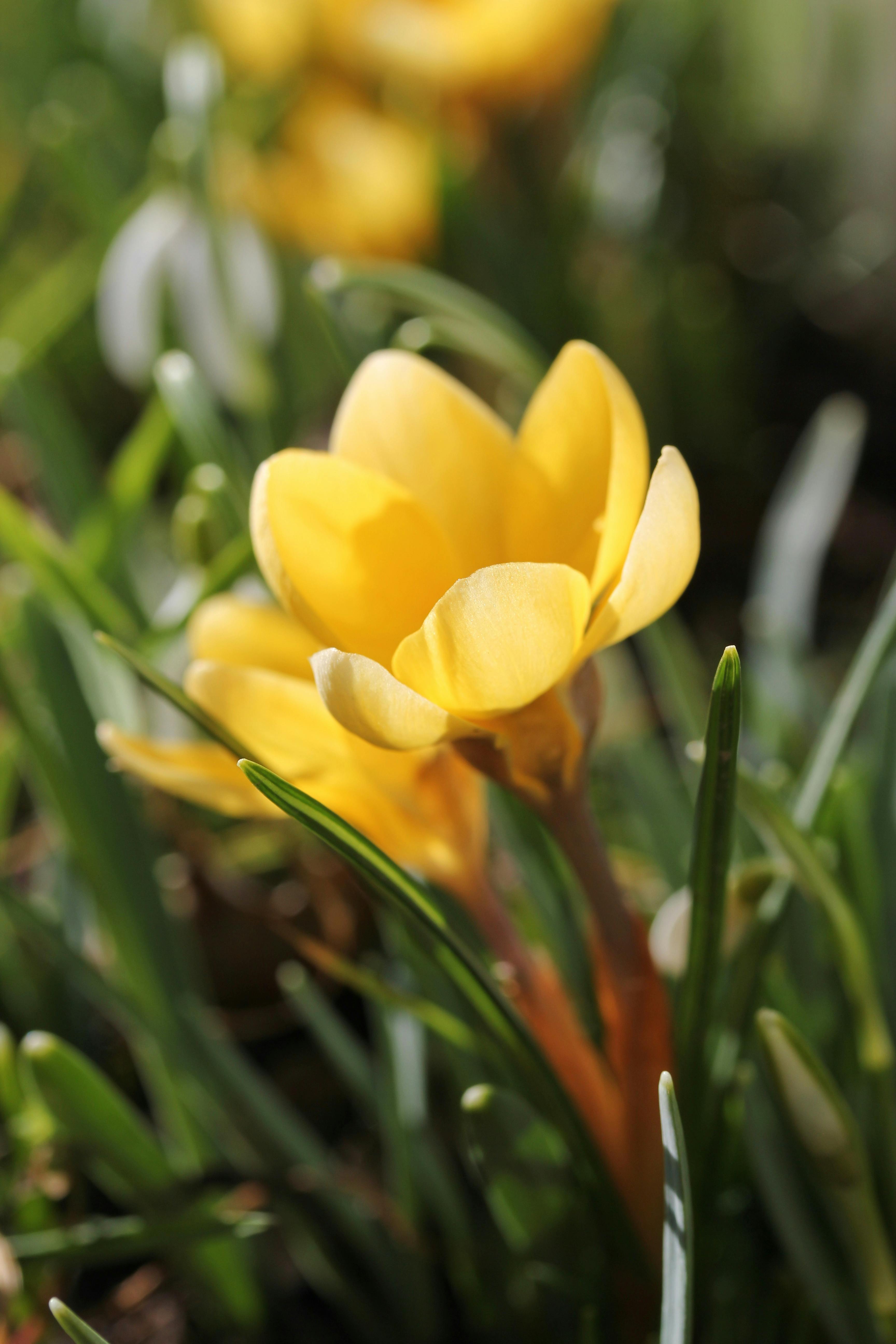 Close-Up of Yellow Spring Crocus Blossoming · Free Stock Photo