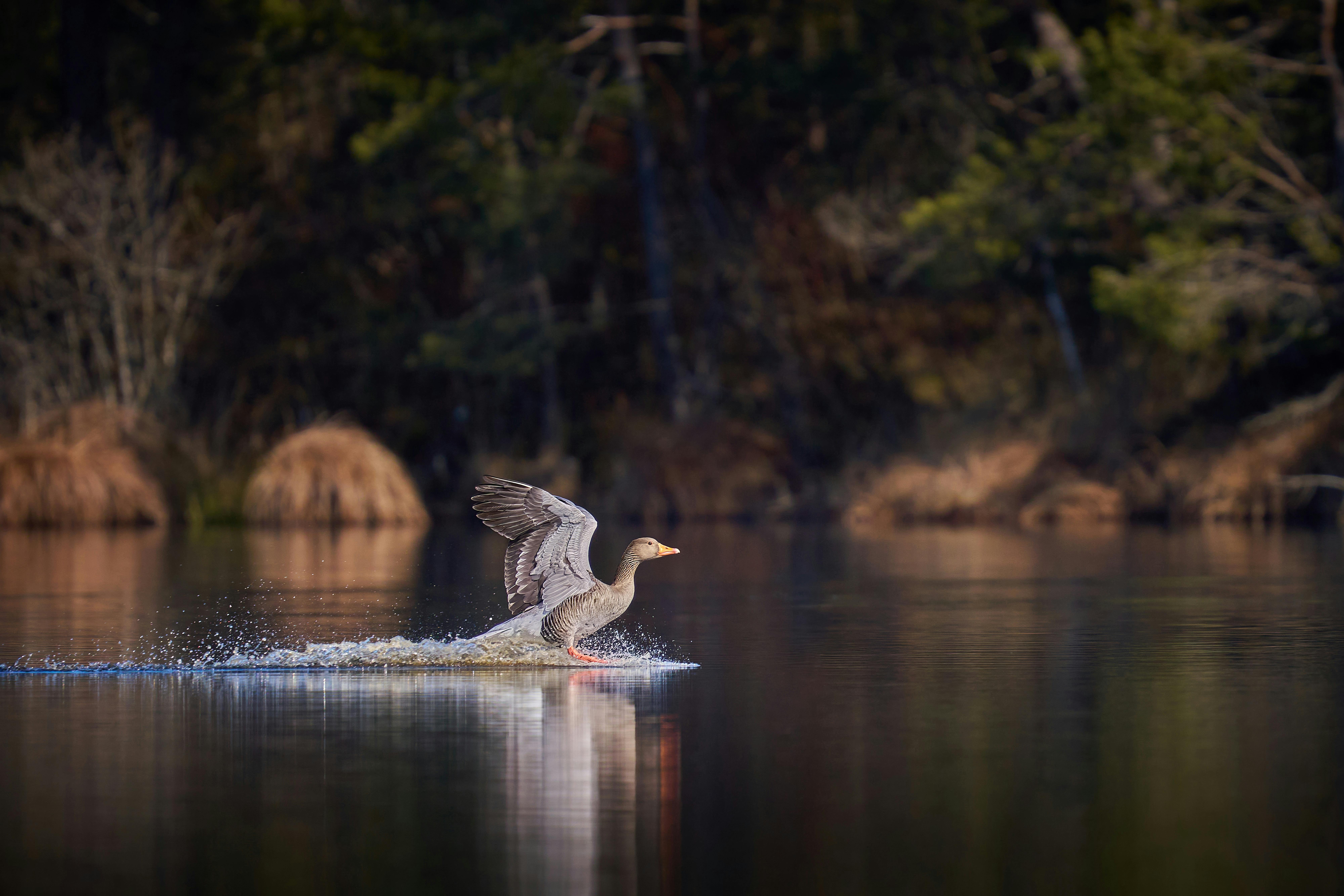 Wild Goose Skimming a Lake's Surface in Nature · Free Stock Photo