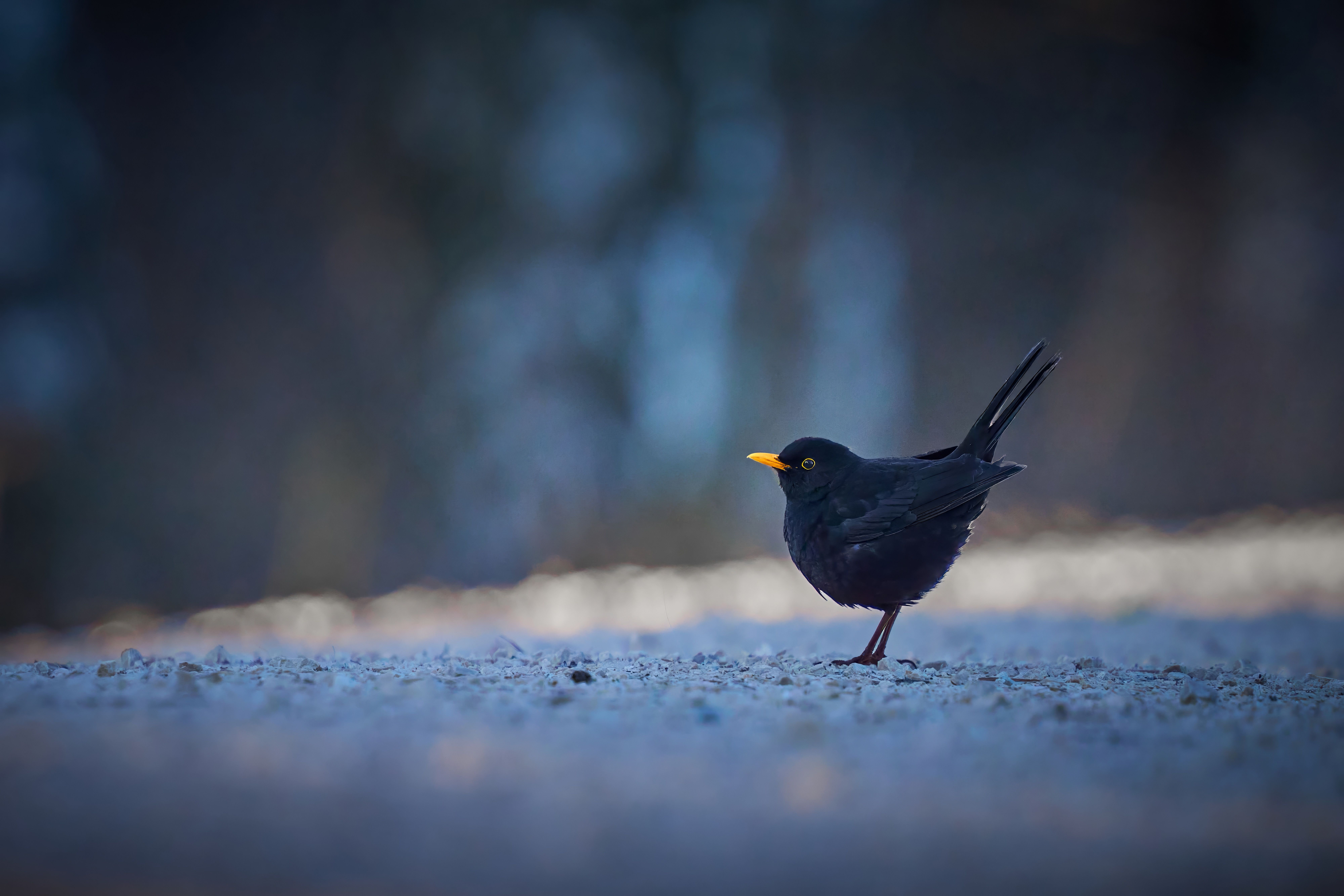 Common Blackbird in Natural Habitat · Free Stock Photo