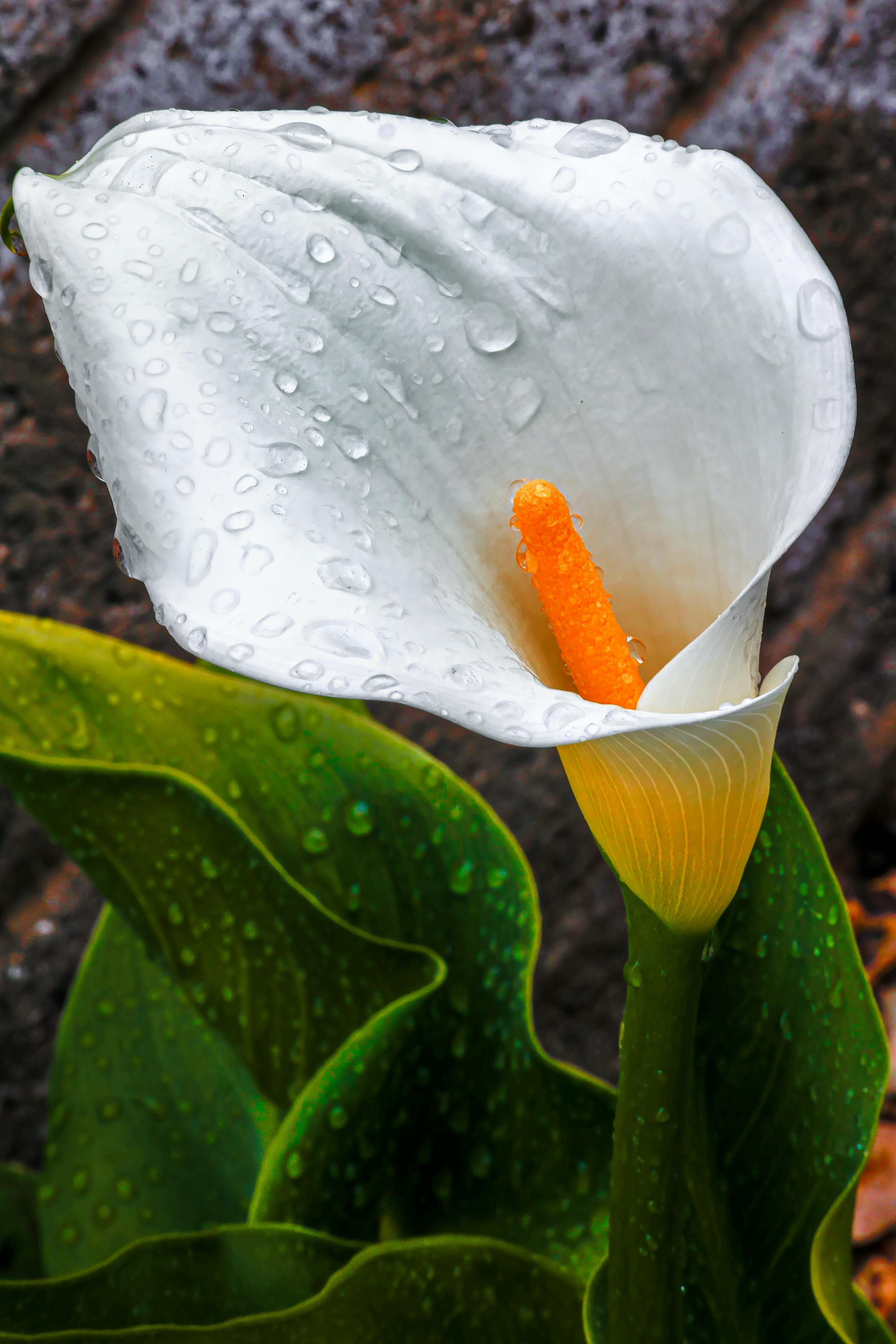 Close-up of Dew-Kissed White Calla Lily Flower · Free Stock Photo
