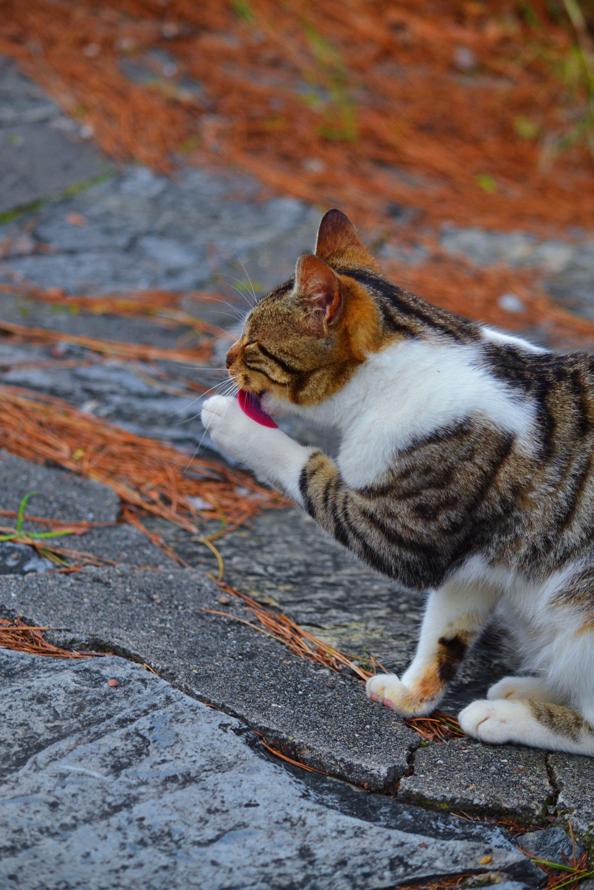 Tabby Cat Grooming on Stone Pathway Outdoors · Free Stock Photo