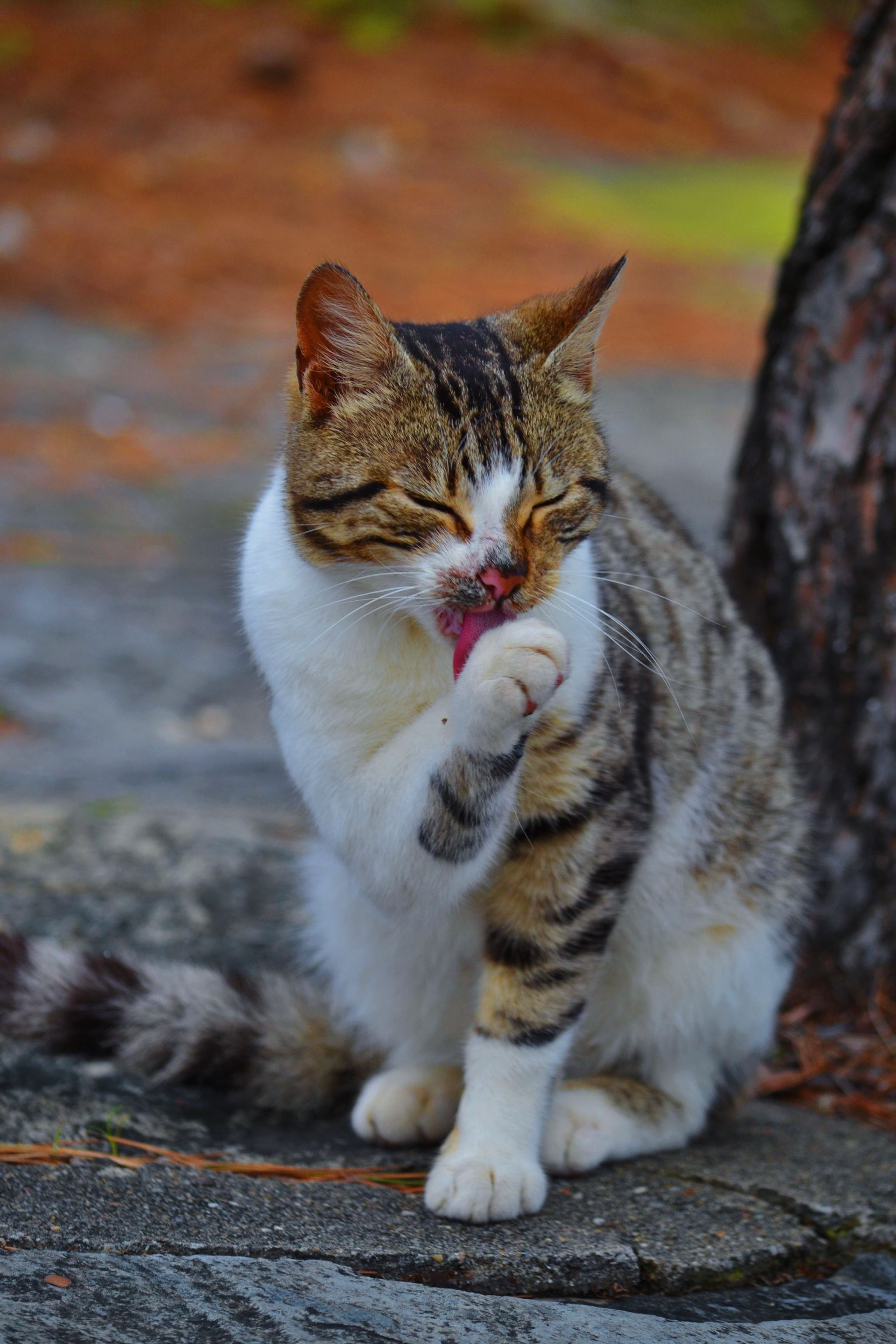 Tabby Cat Grooming Outdoors on a Sunny Day · Free Stock Photo
