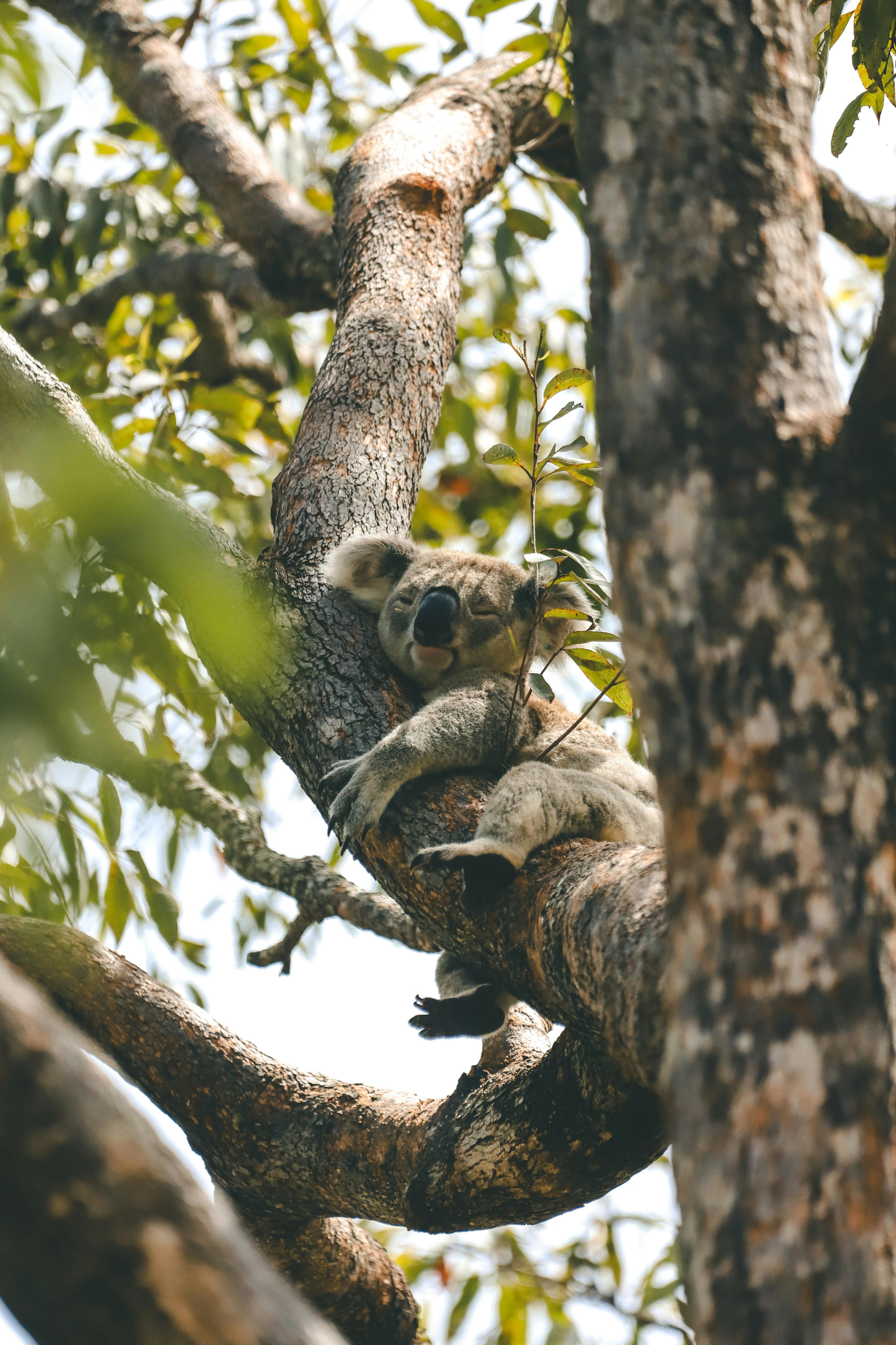 Peaceful Koala Resting in a Tree in Australia · Free Stock Photo