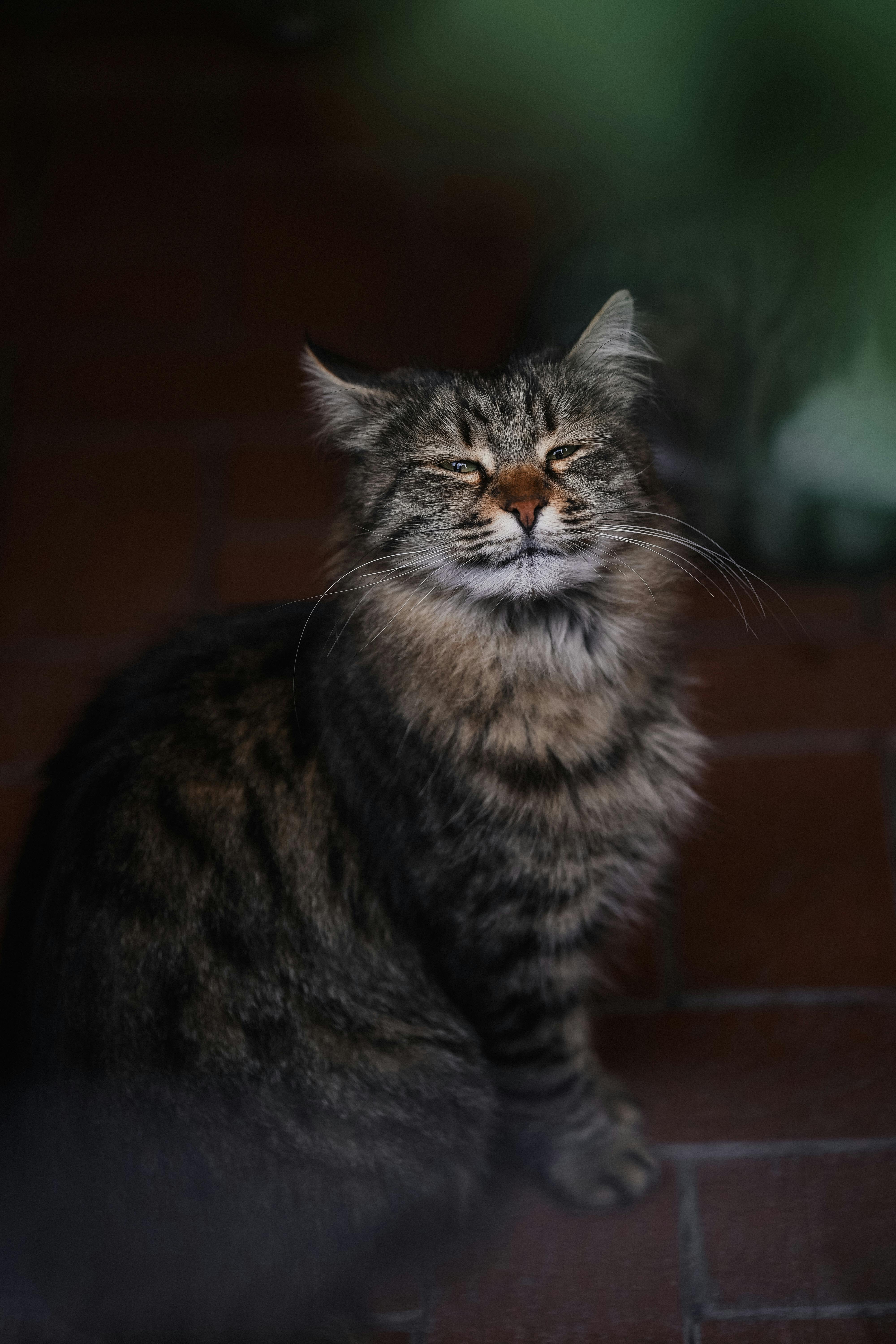 Portrait of a Fluffy Tabby Cat Sitting on Floor · Free Stock Photo