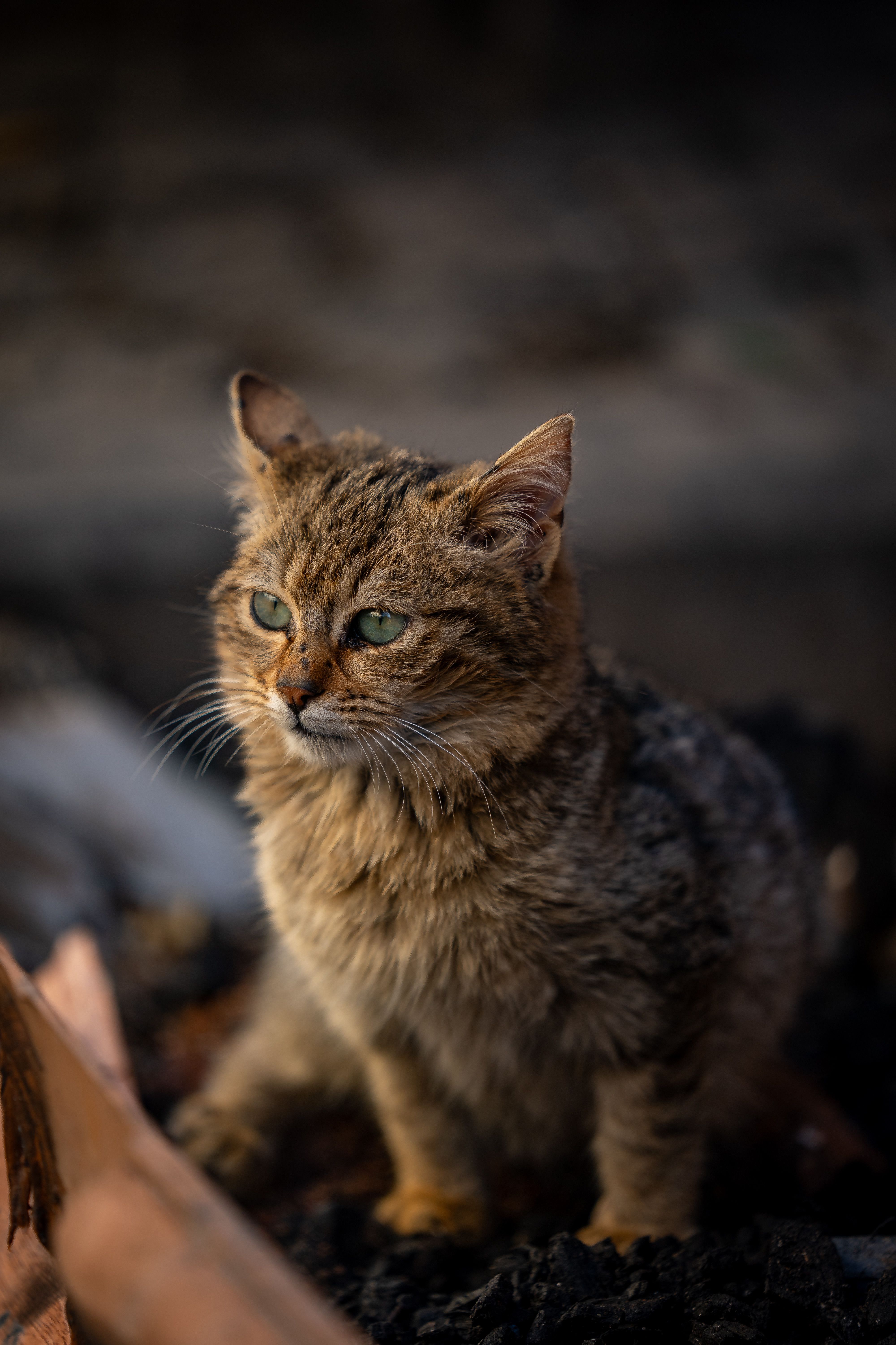 Serene Wild Cat in Natural Habitat · Free Stock Photo