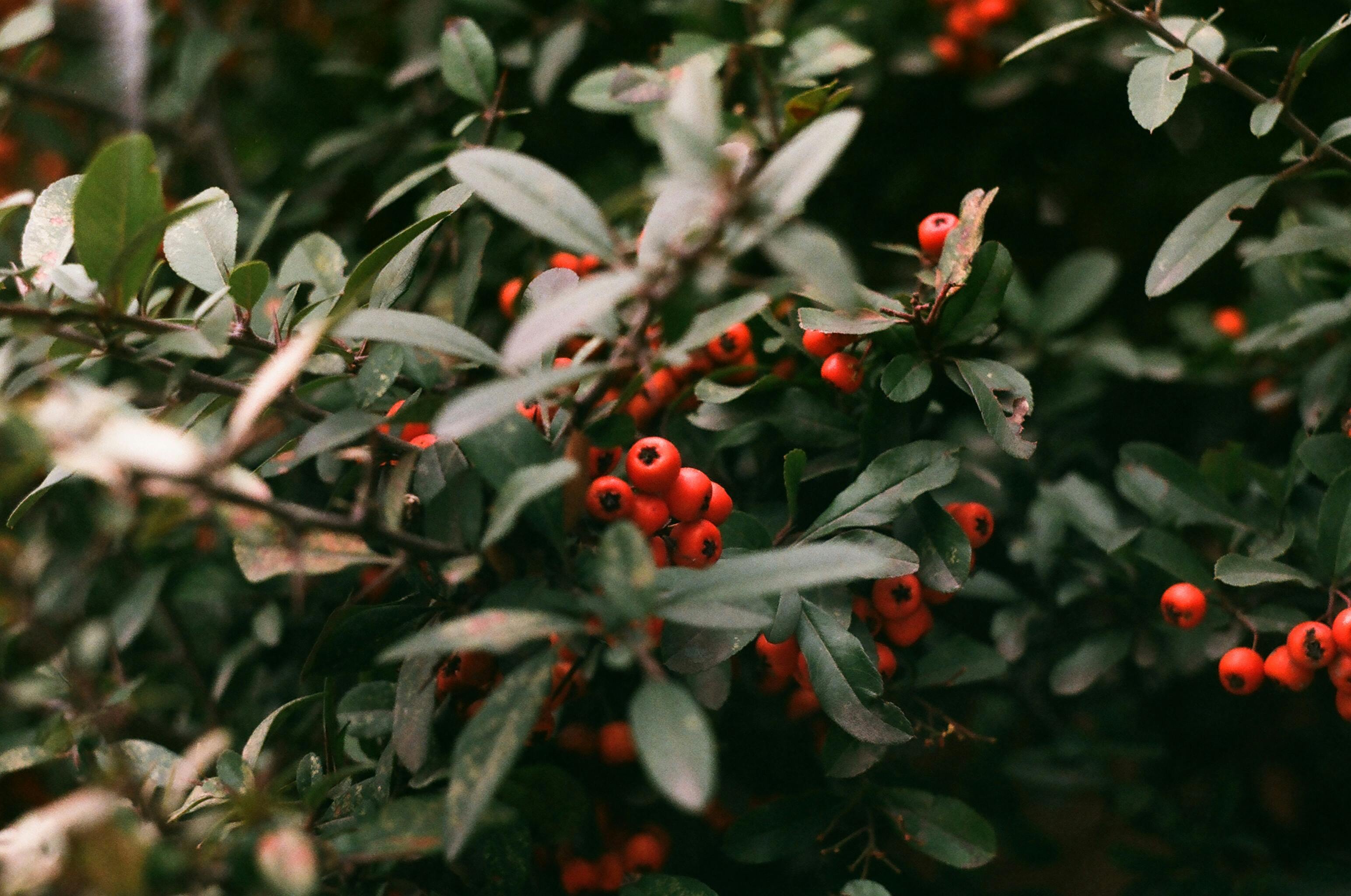 Lush Berry-Laden Shrub with Dark Foliage · Free Stock Photo
