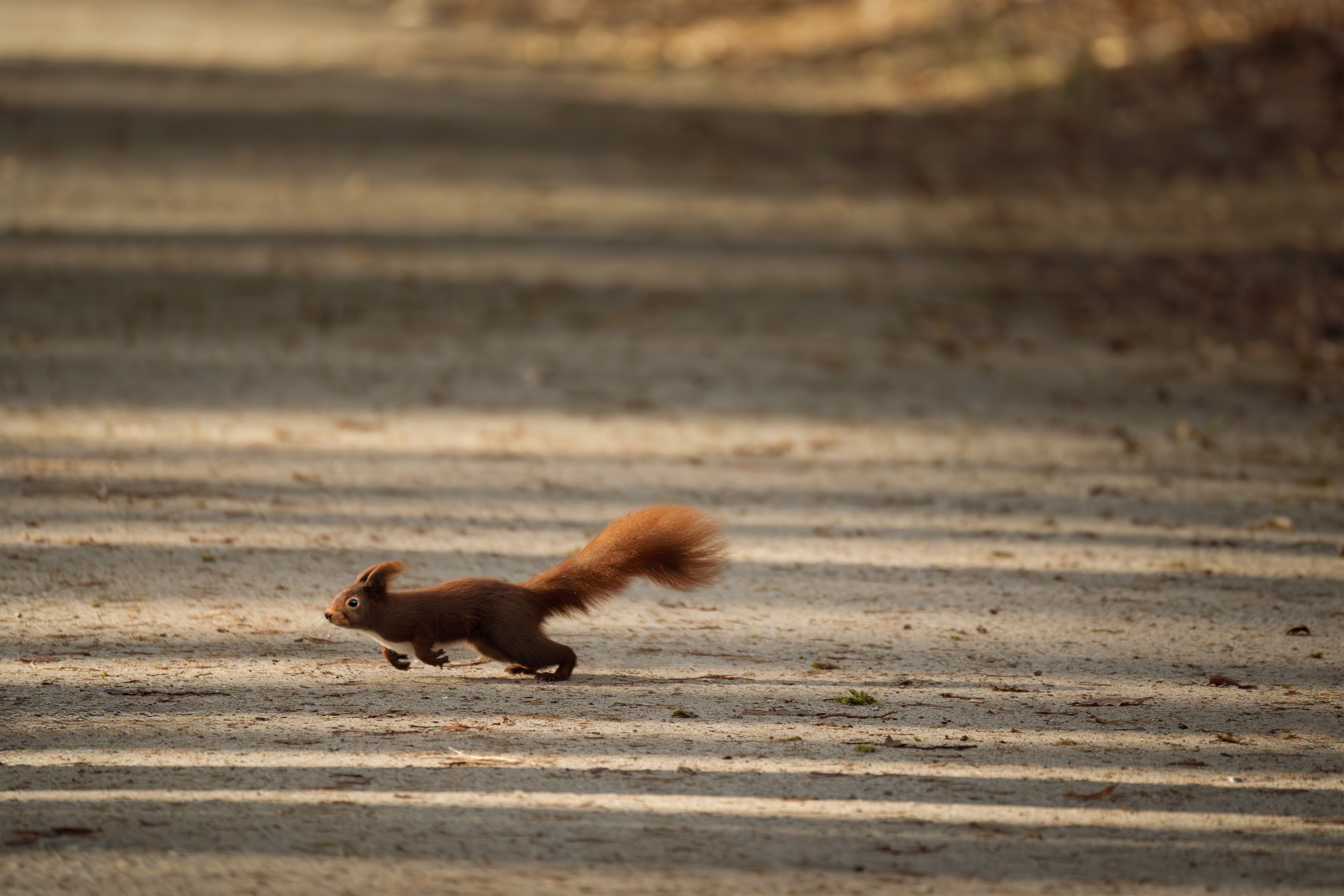 Grey Squirrel Running Toward Camra Photos, Download The BEST Free Grey ...