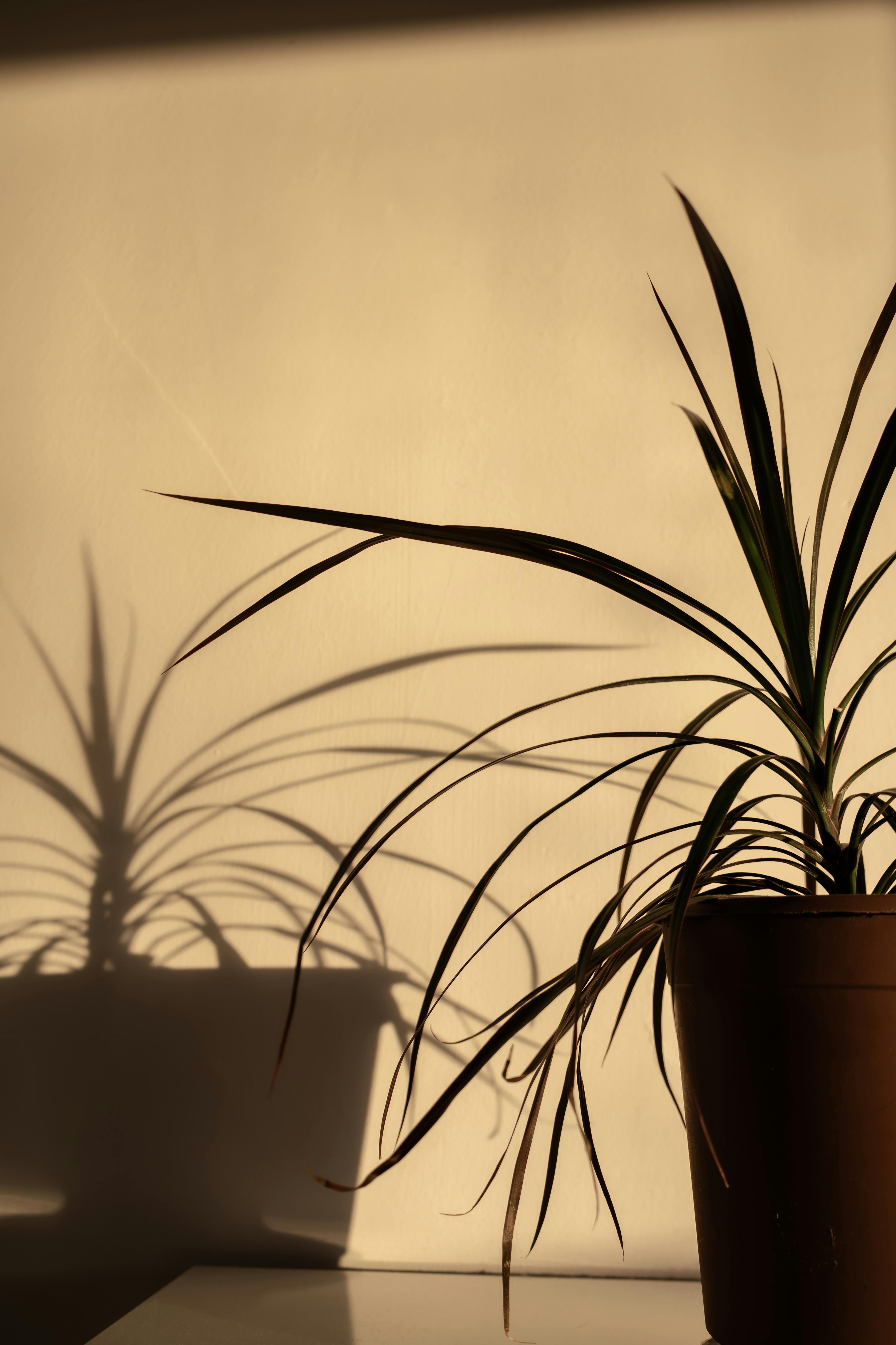 Sunlight and Shadow on House Plant · Free Stock Photo
