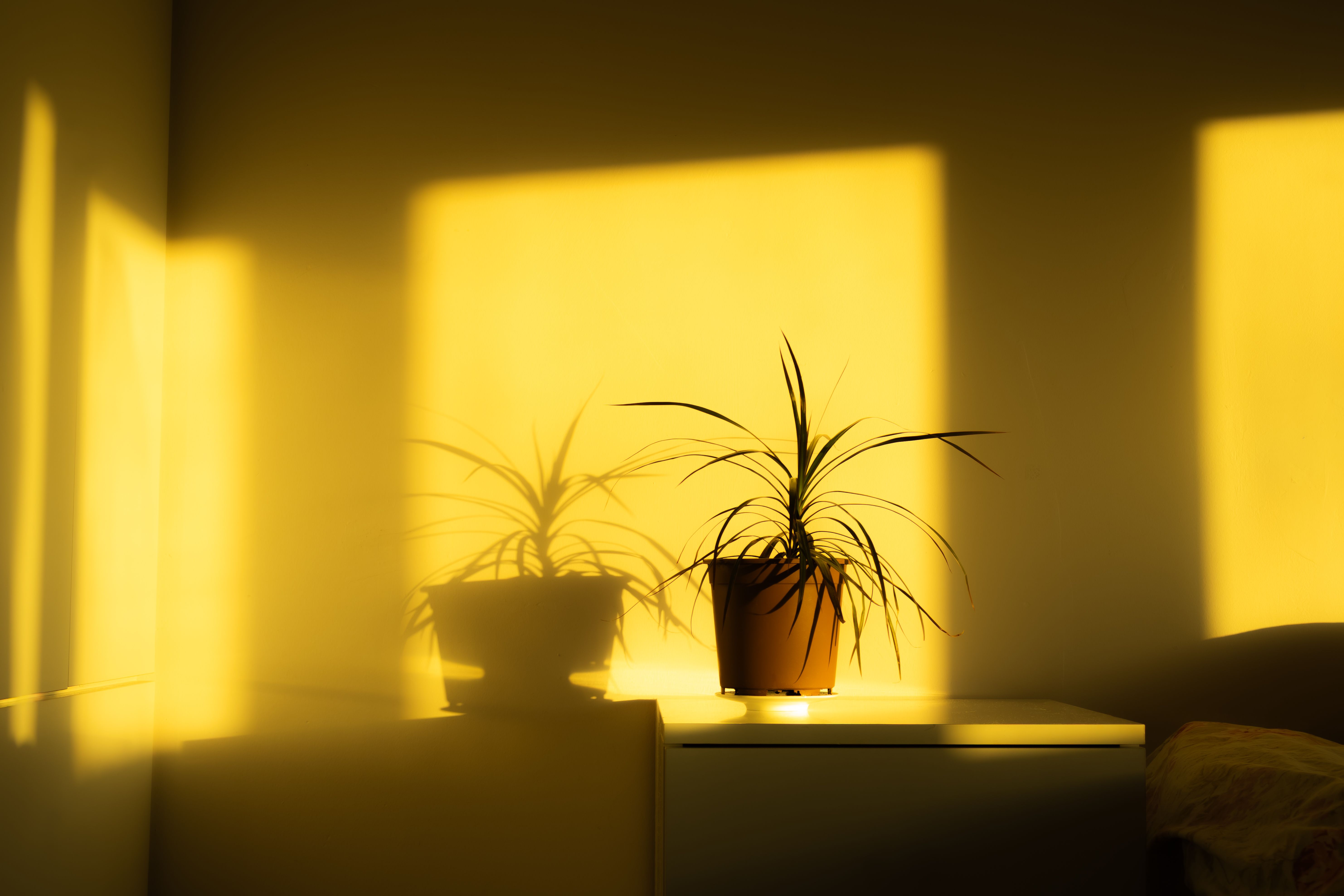 Sunlit Indoor Plant Casting Shadows · Free Stock Photo