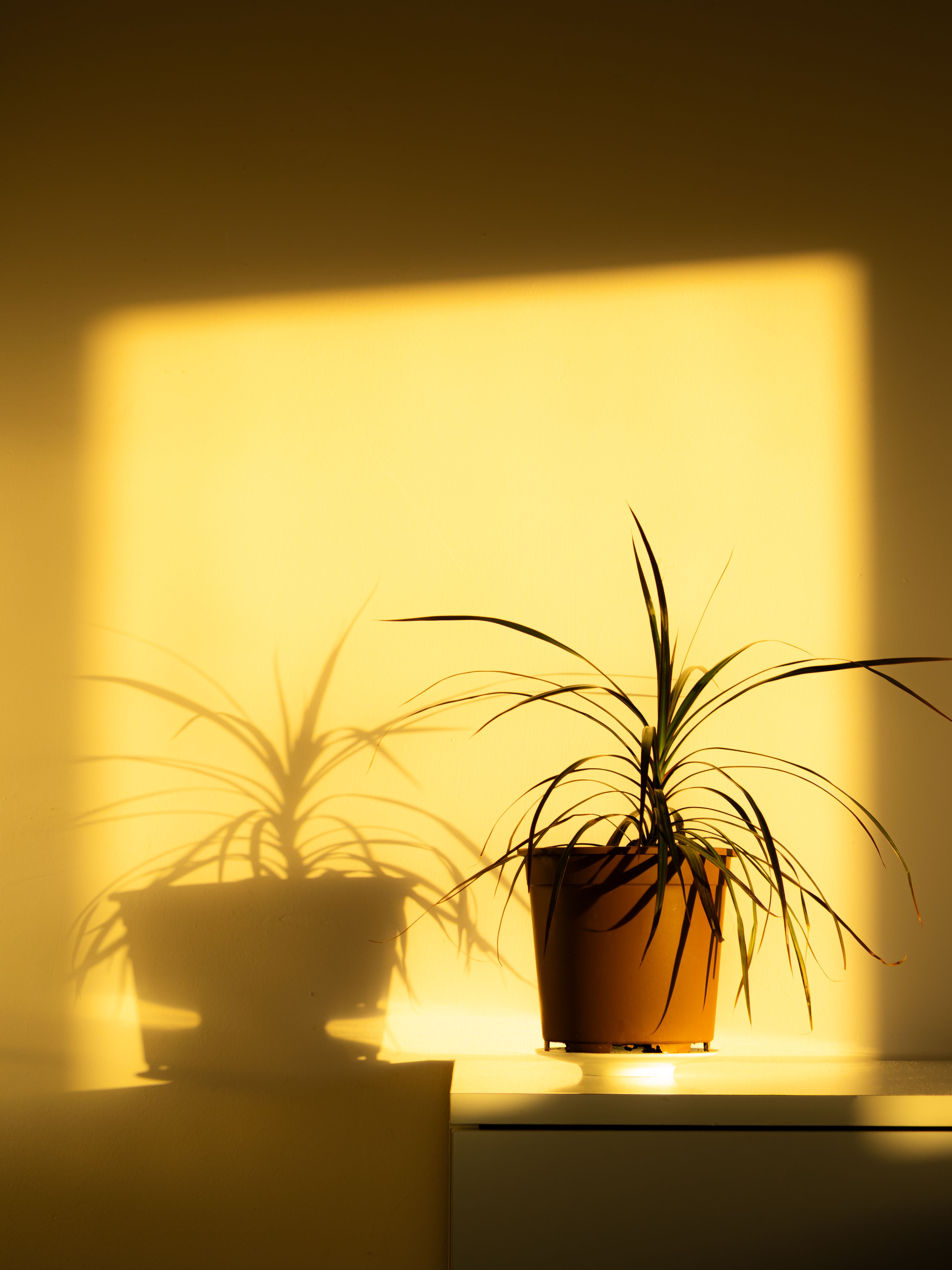 Indoor Houseplant with Sunlit Shadows · Free Stock Photo