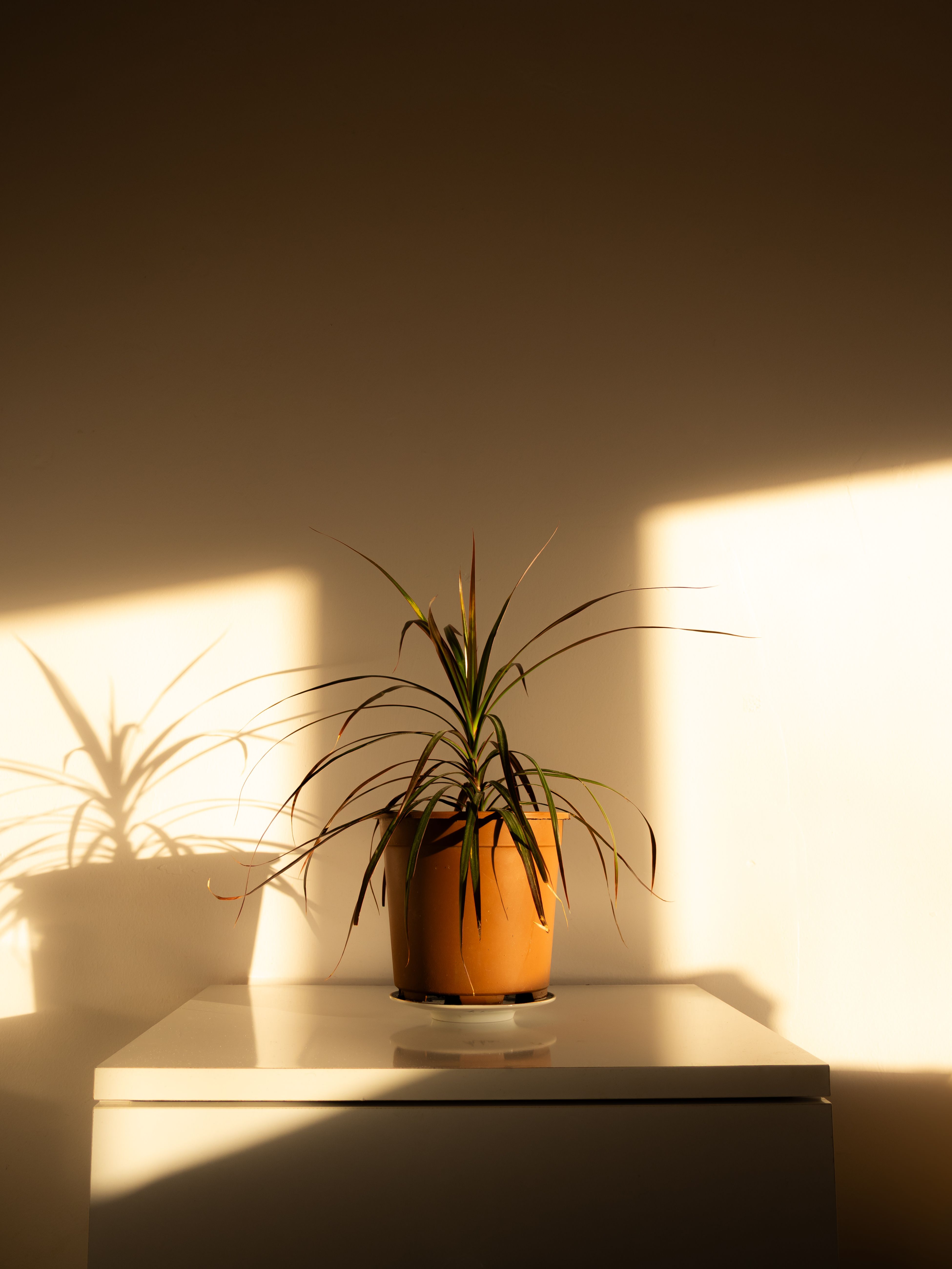 Sunlit Indoor Plant Casting Shadows on Wall · Free Stock Photo