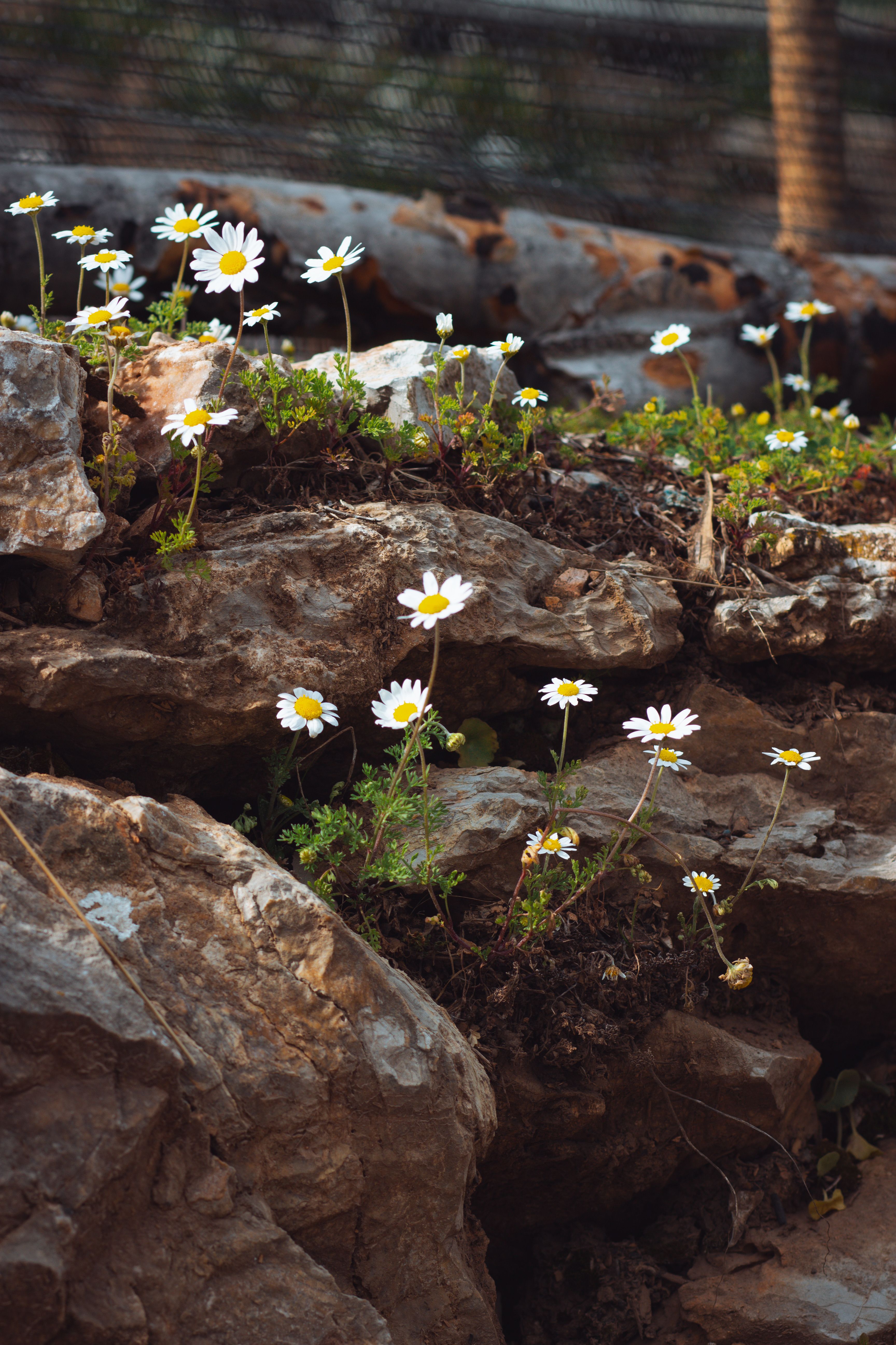 Charming Daisies Among Rustic Rocks in Nature · Free Stock Photo