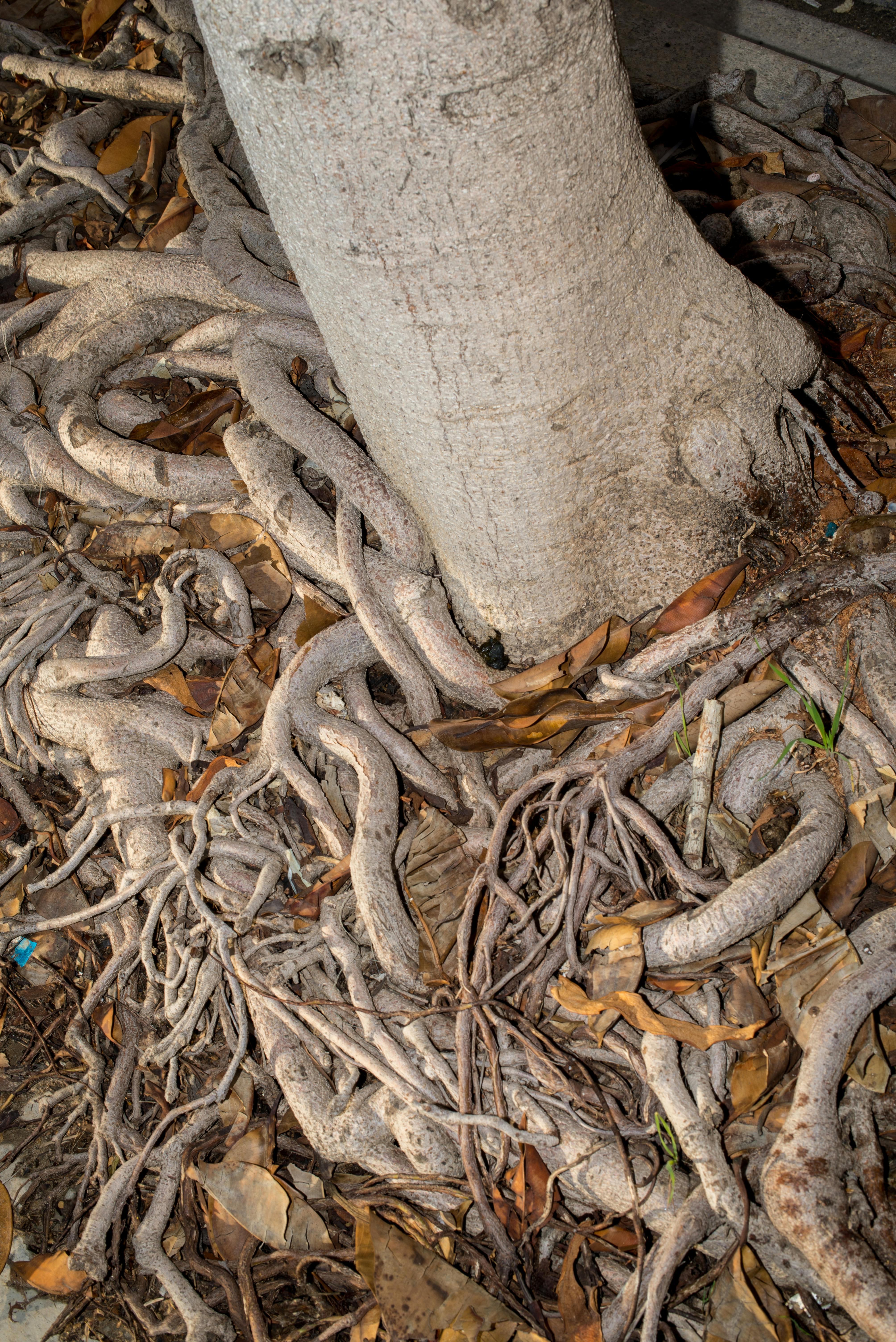 Plant Roots Photos, Download The BEST Free Plant Roots Stock Photos ...