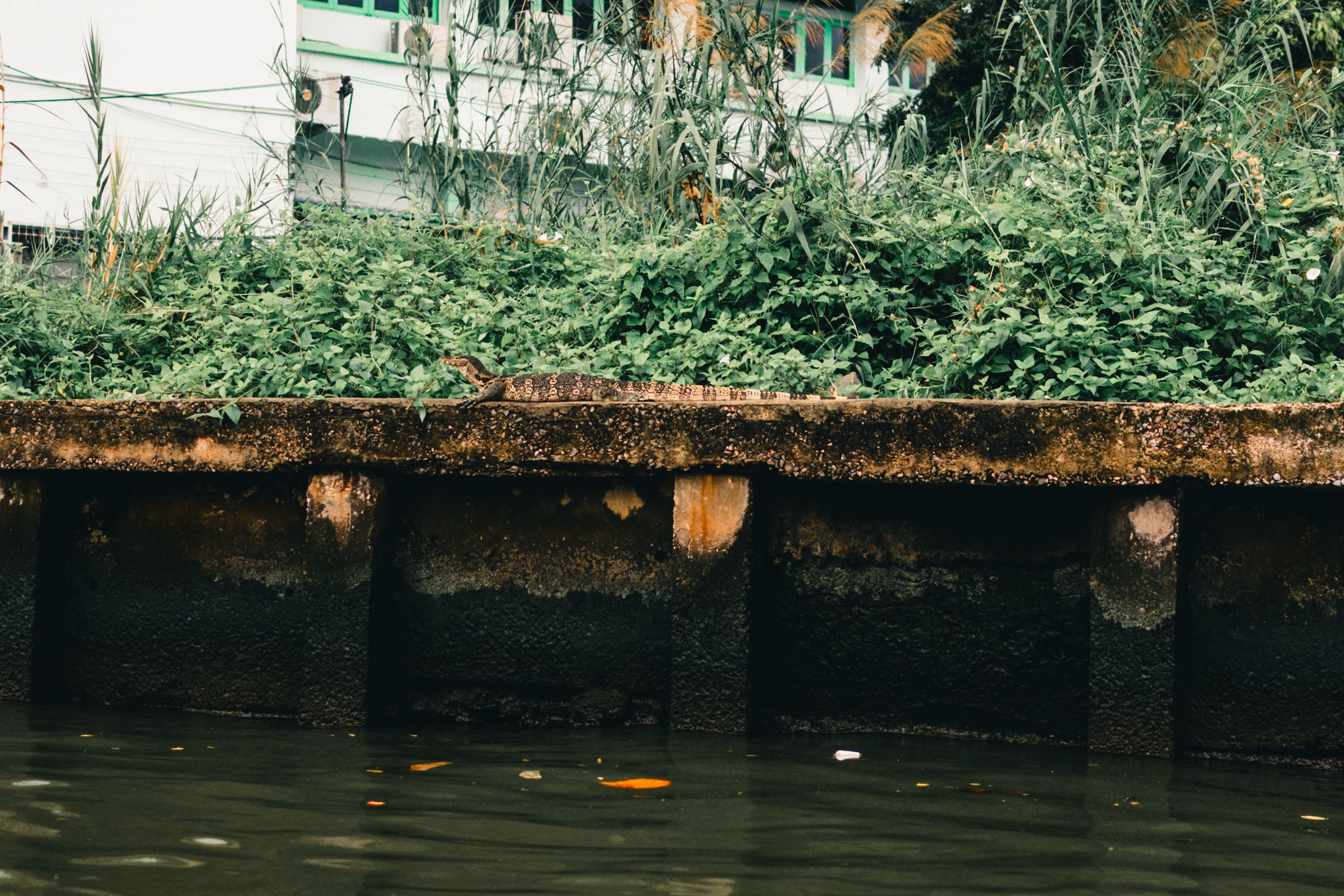Lizard Resting on Overgrown Canal Bank in Bangkok · Free Stock Photo