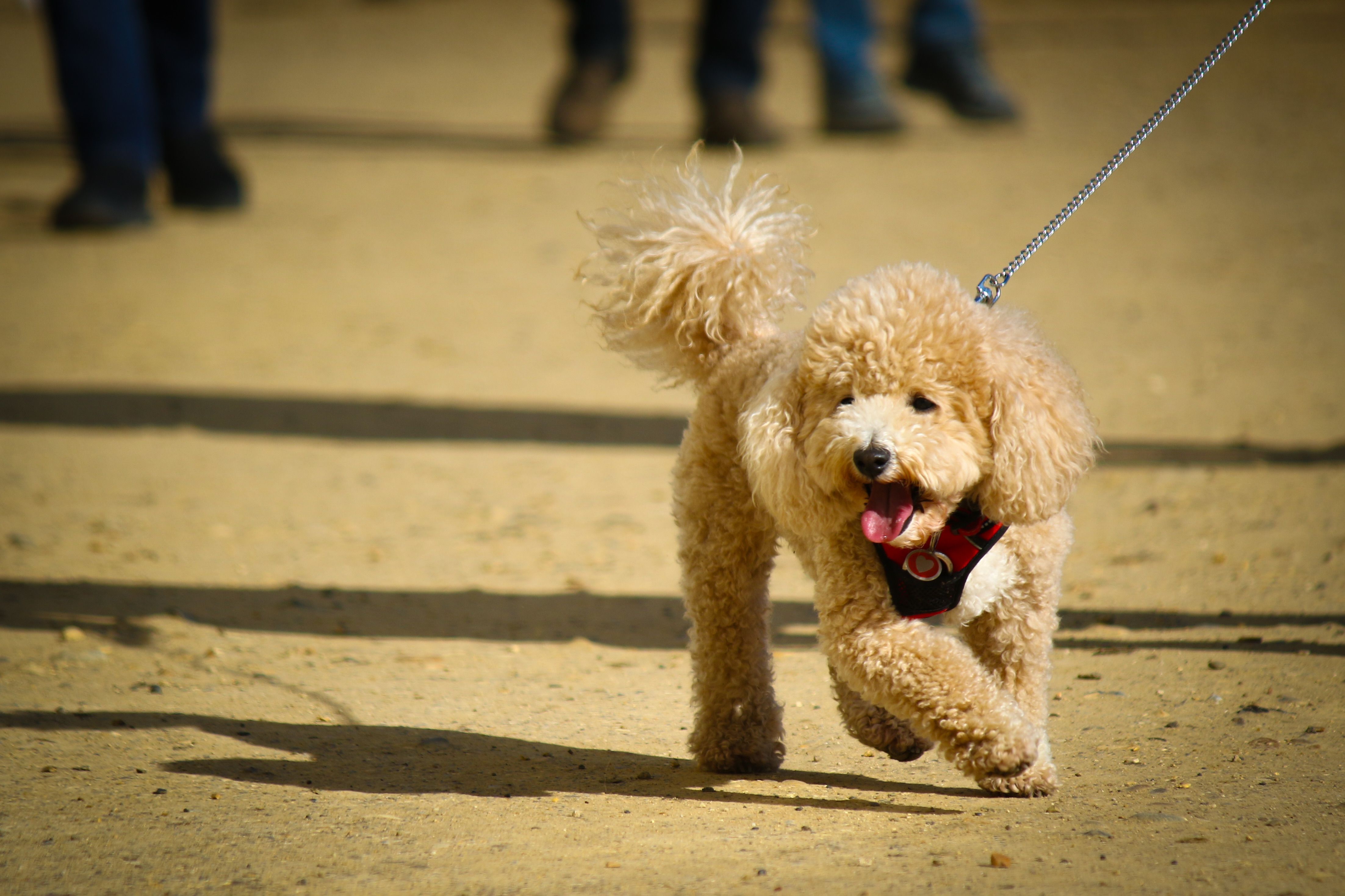 Playful Poodle on Leash in Sunny Park Setting · Free Stock Photo