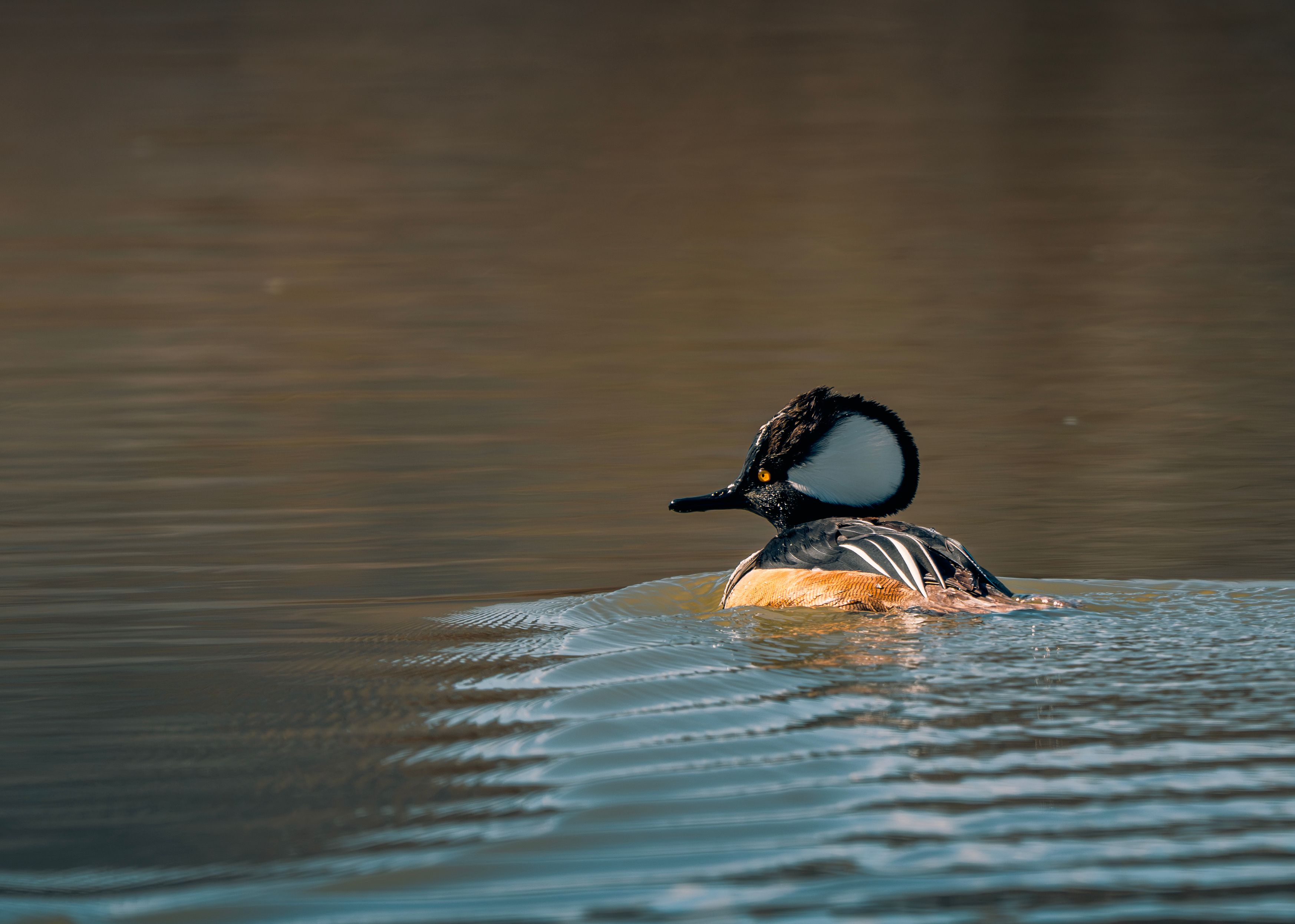 Thank Duck Photos, Download The BEST Free Thank Duck Stock Photos & HD ...