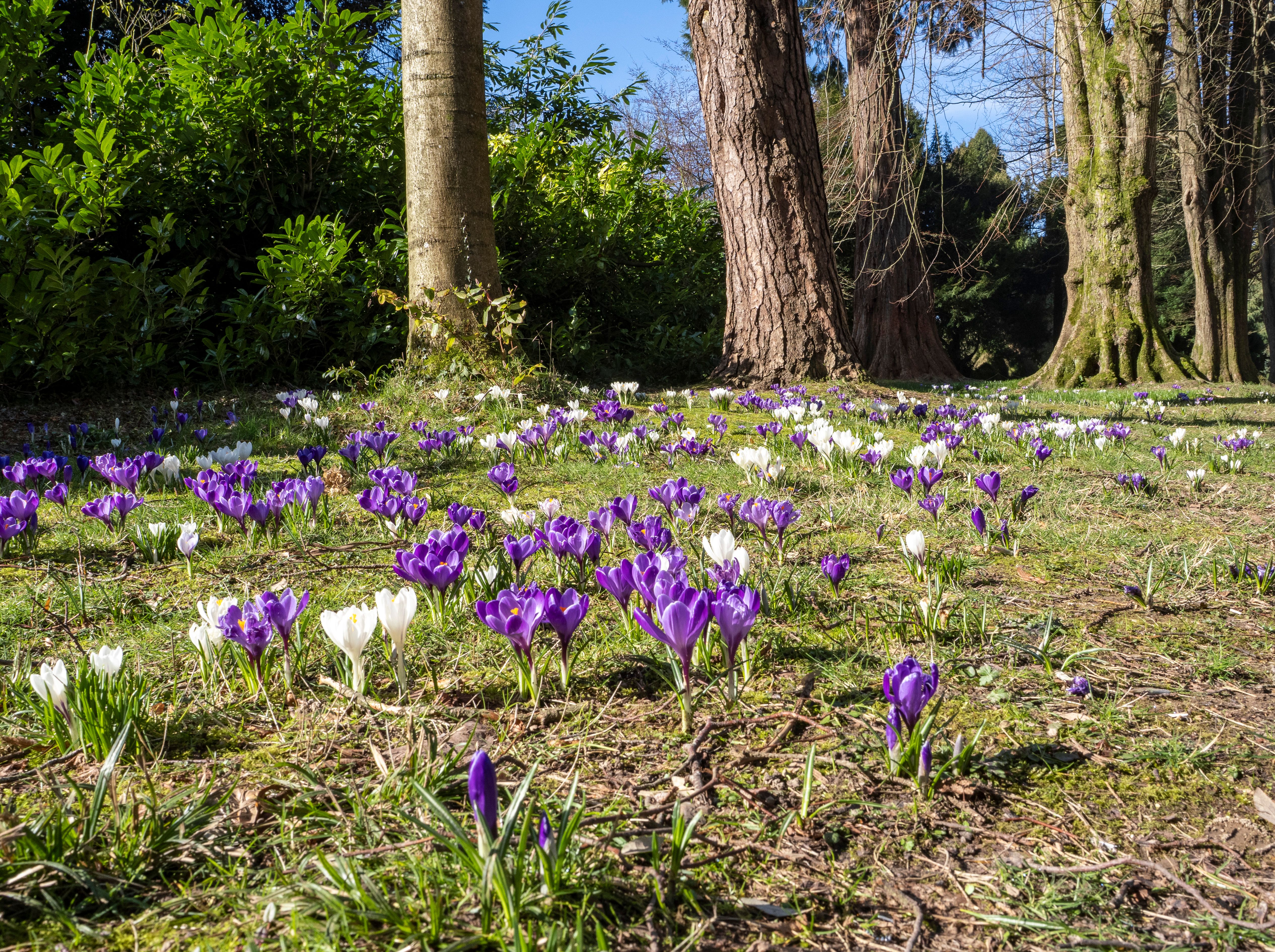 Vibrant Crocus Meadow in Springtime Forest · Free Stock Photo