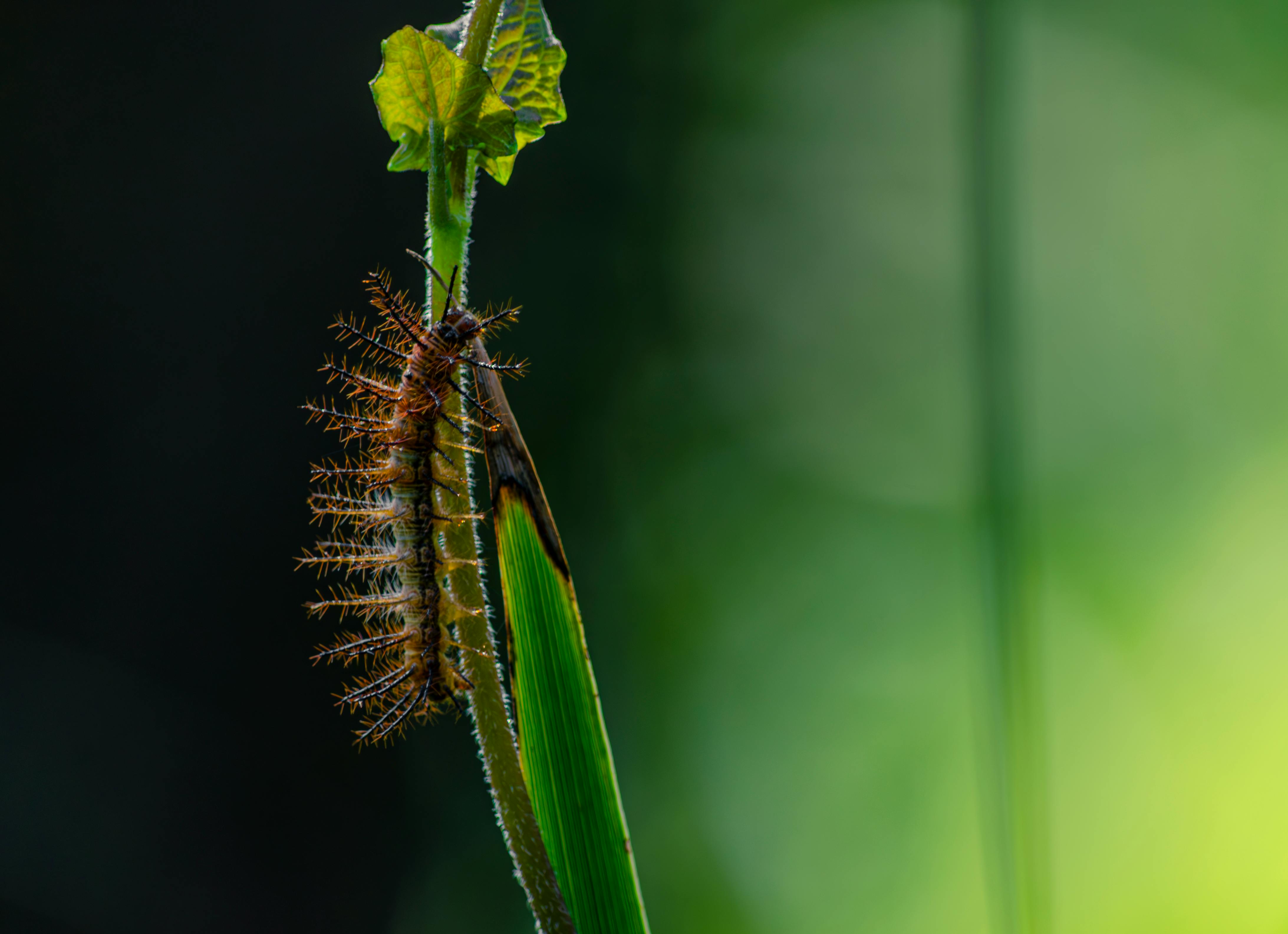 Close-Up of Caterpillar on Leafy Stem · Free Stock Photo