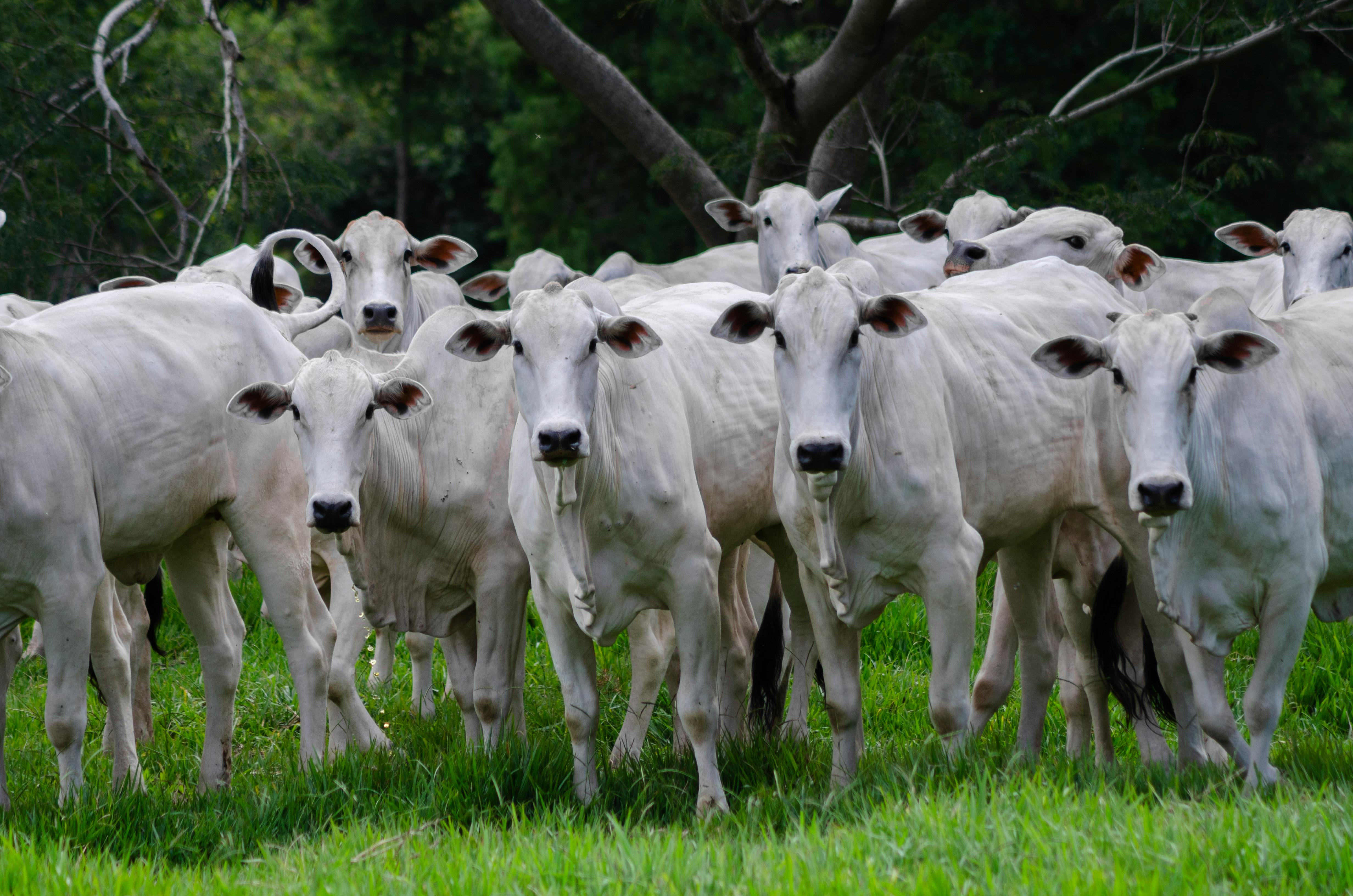 Rebaño De Ganado Blanco Pastando En São Paulo · Foto de stock gratuita
