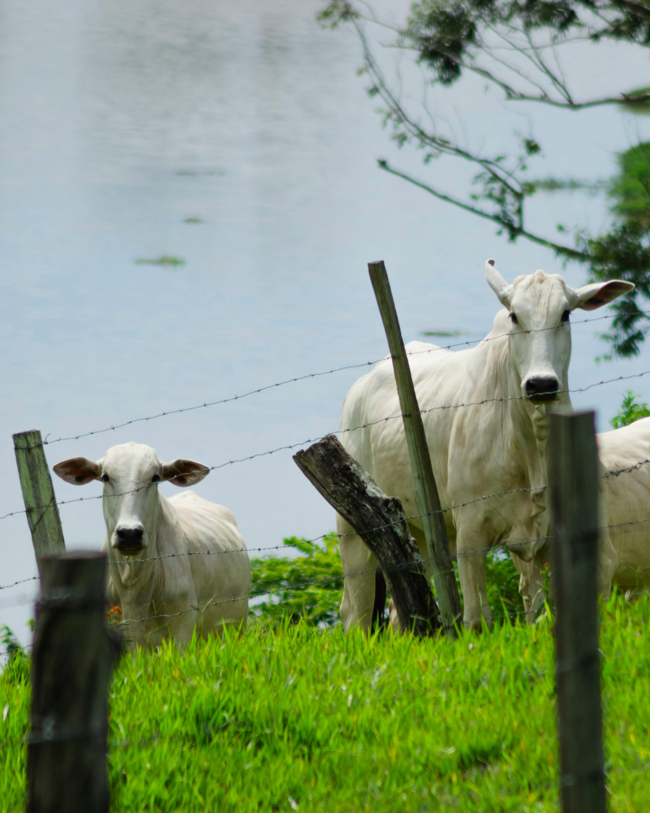 Ganado Pastando Junto Al Mar En Porto Feliz · Foto de stock gratuita