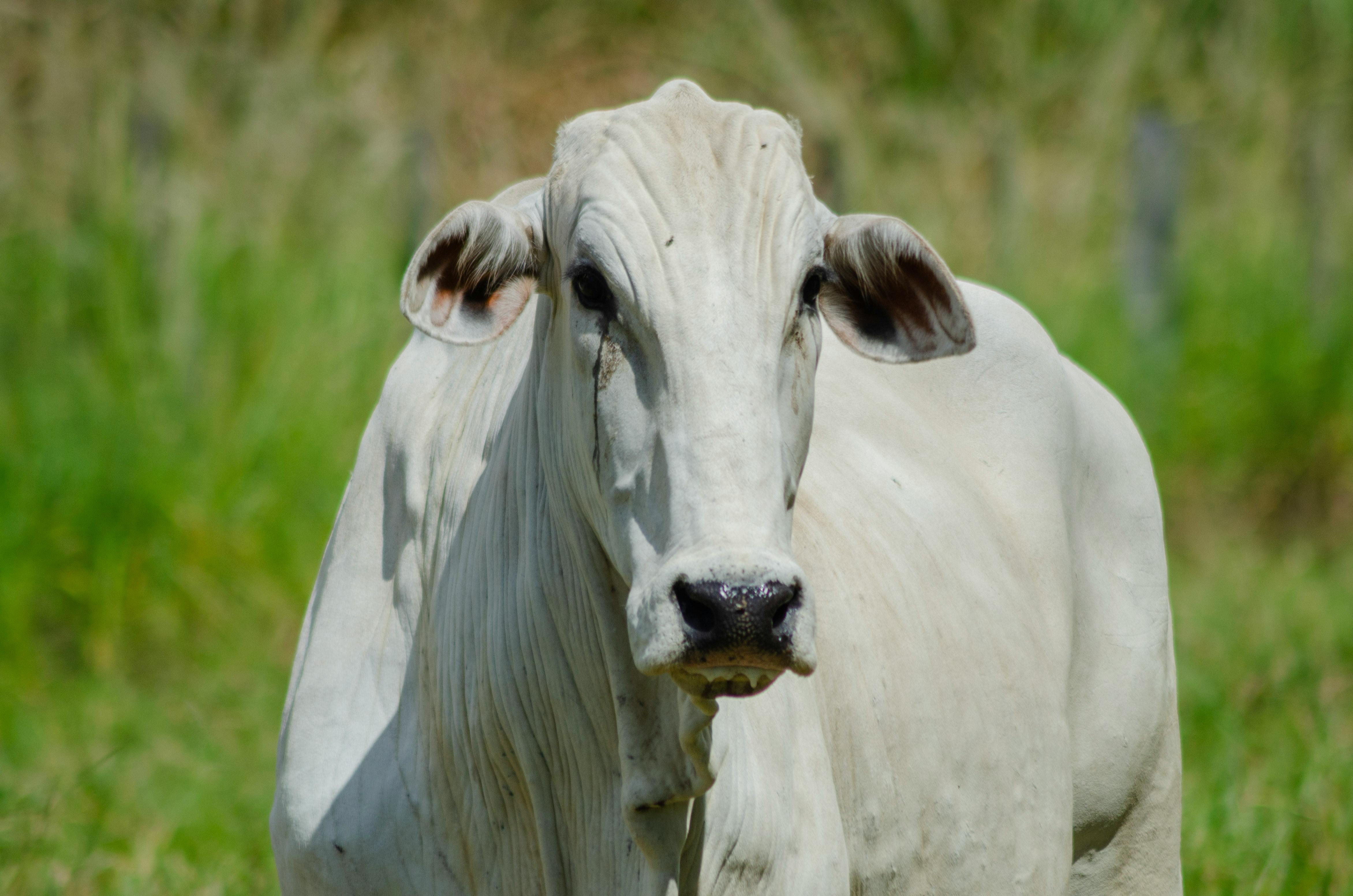 White Brahman Bull in Field, Porto Feliz · Free Stock Photo