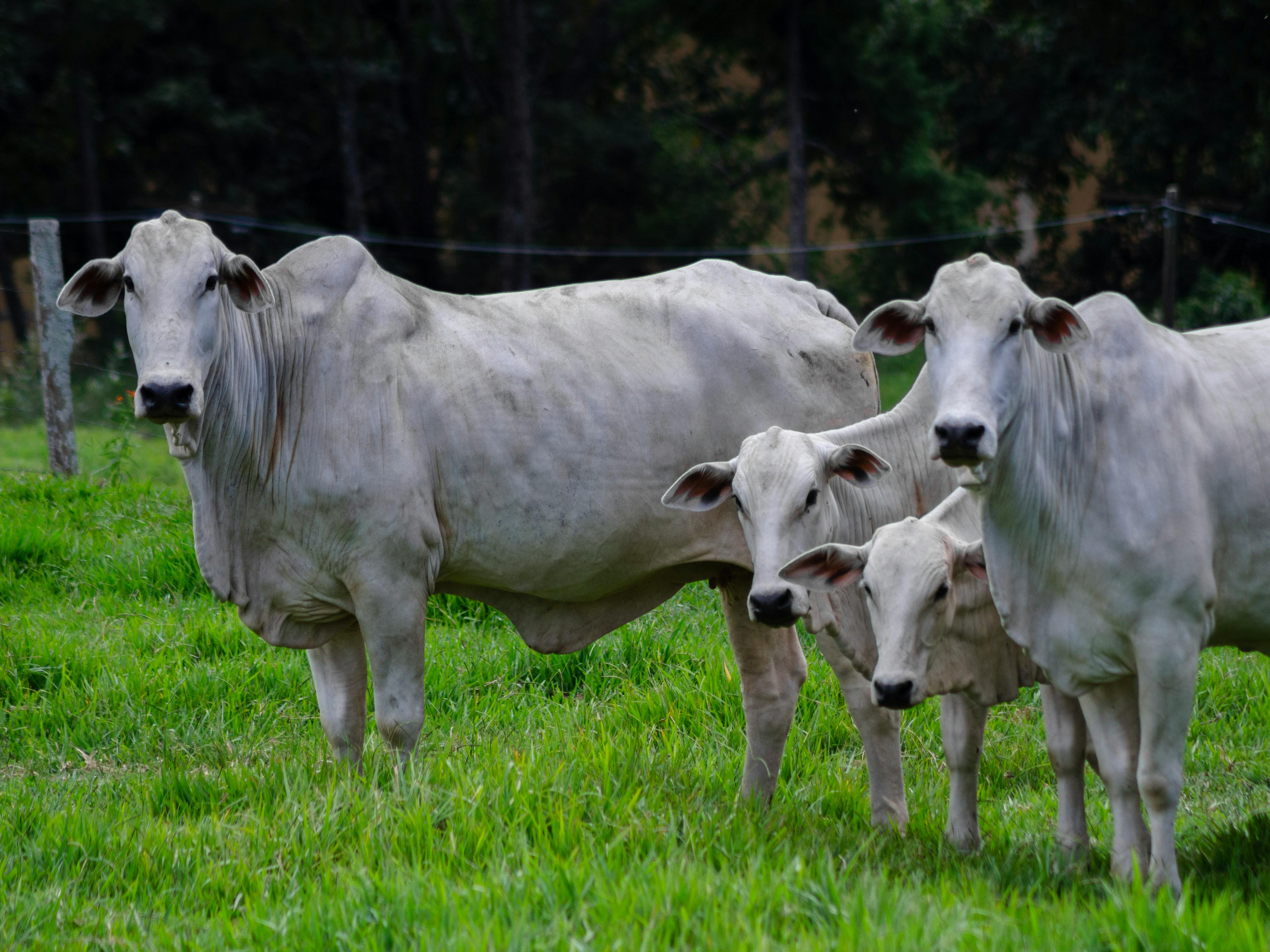 Group of Nellore Cattle Grazing on Green Field · Free Stock Photo