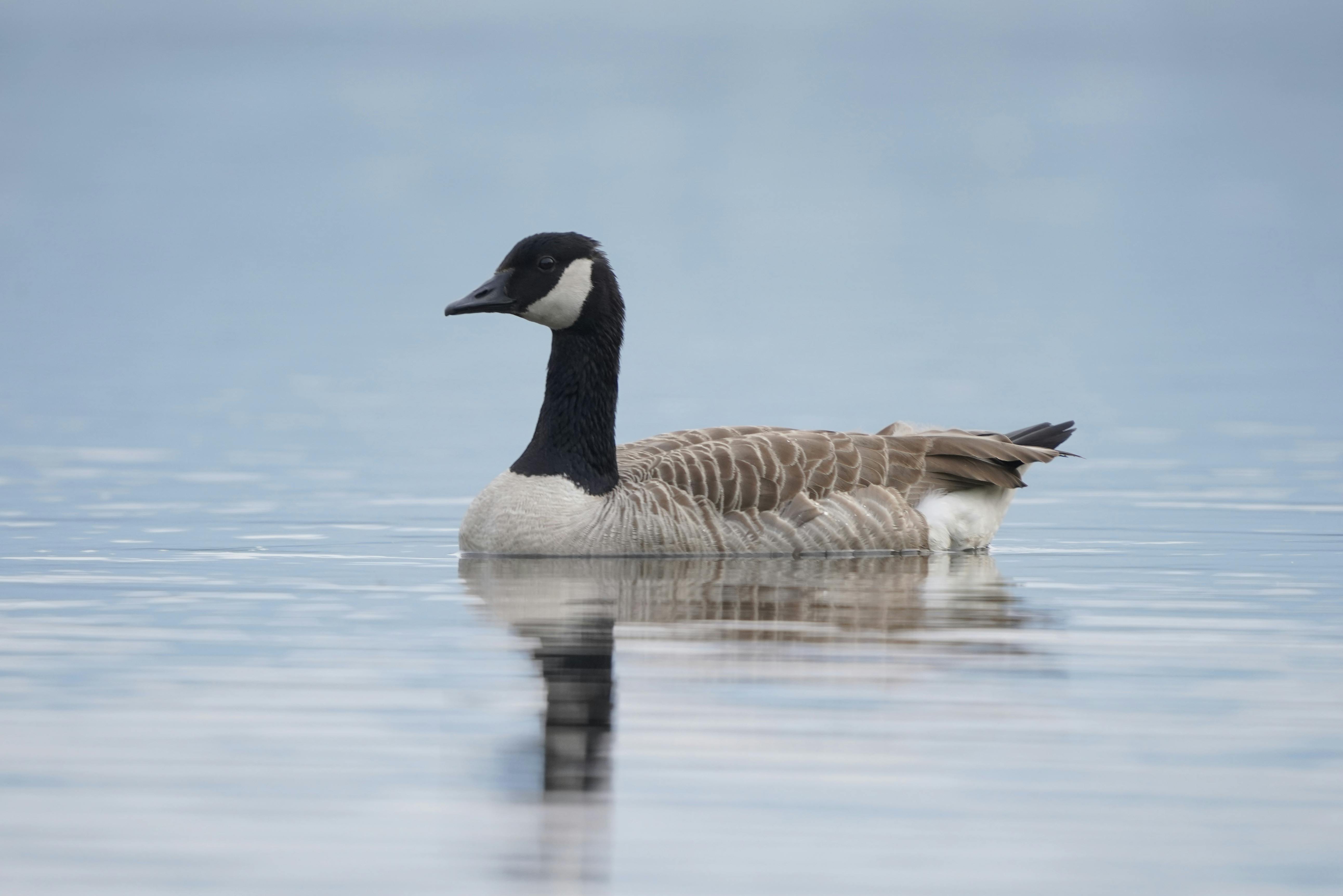 Serene Canada Goose Gliding on Calm Waters · Free Stock Photo