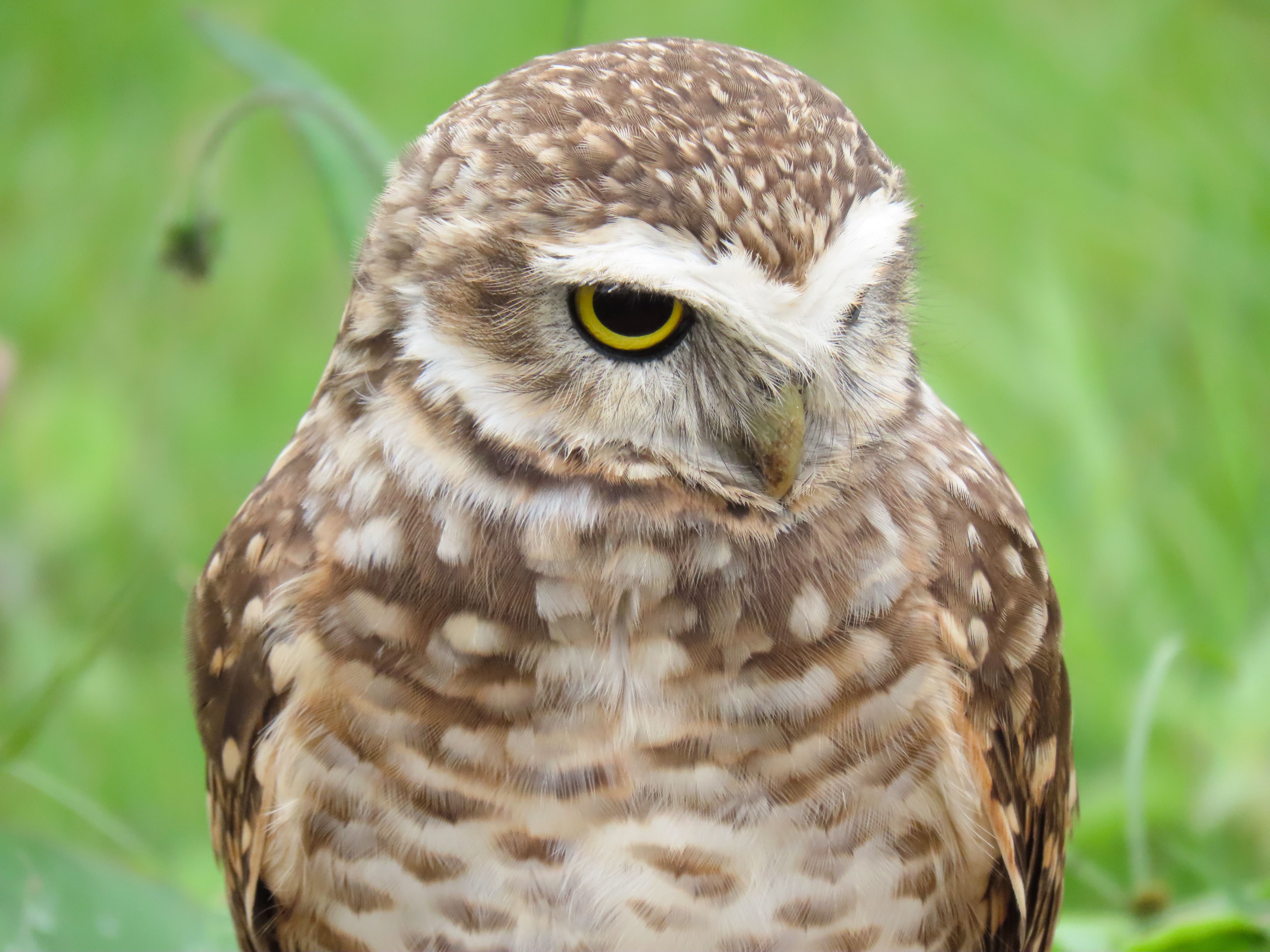 Close-up of a Burrowing Owl in Natural Habitat · Free Stock Photo