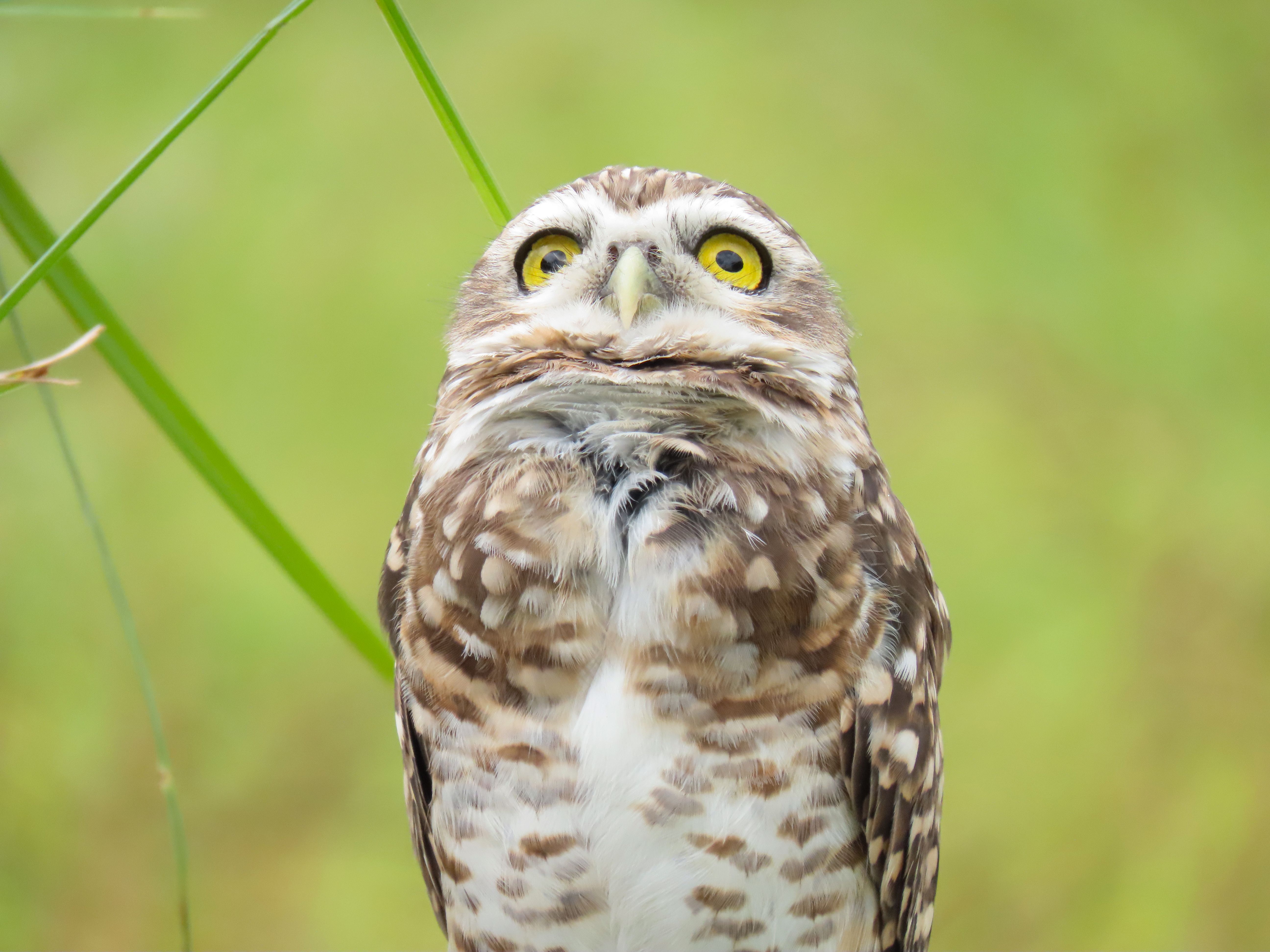 Curious Burrowing Owl in Brazilian Wilderness · Free Stock Photo