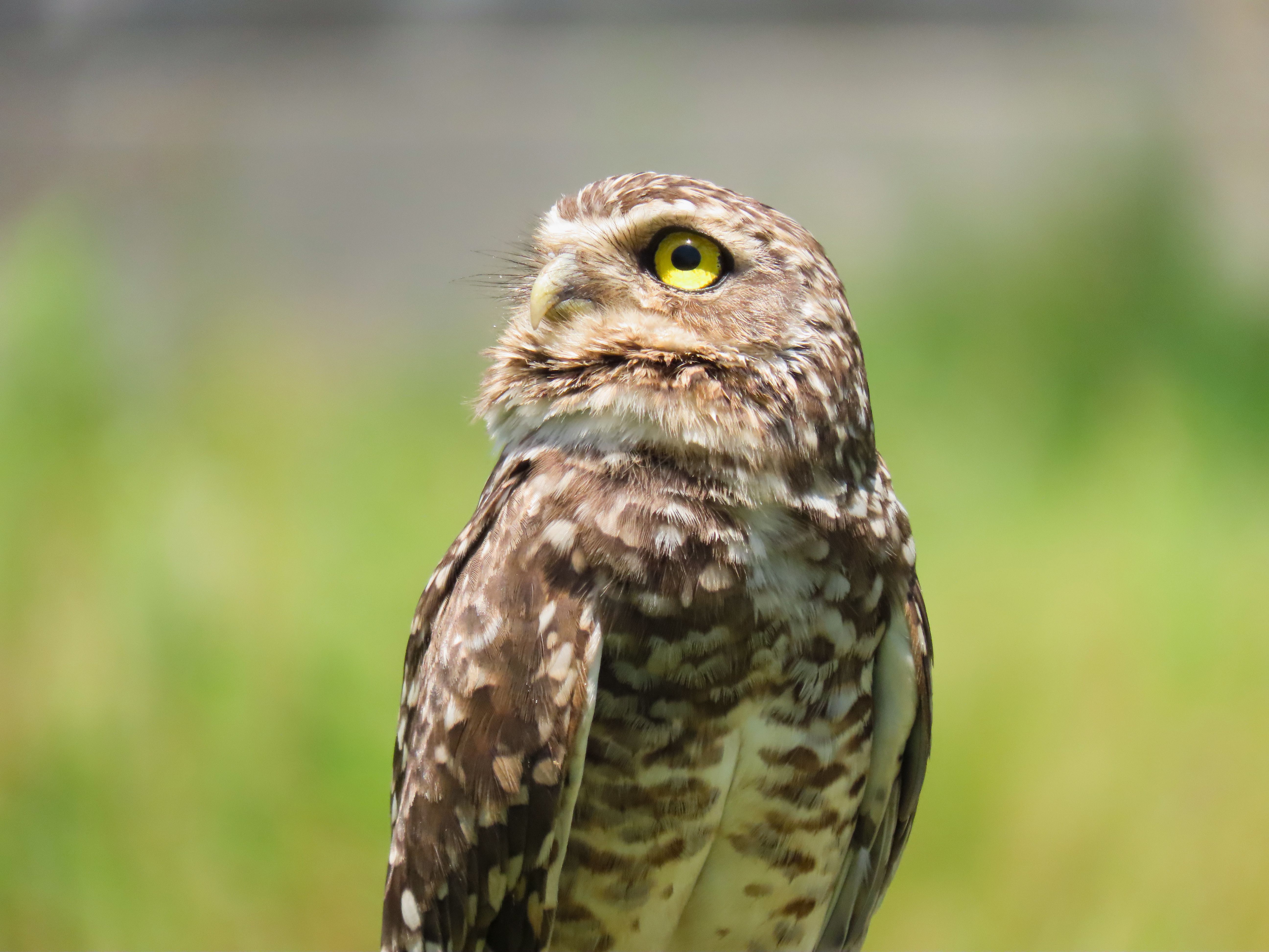 Close-up of a Burrowing Owl in Natural Habitat · Free Stock Photo