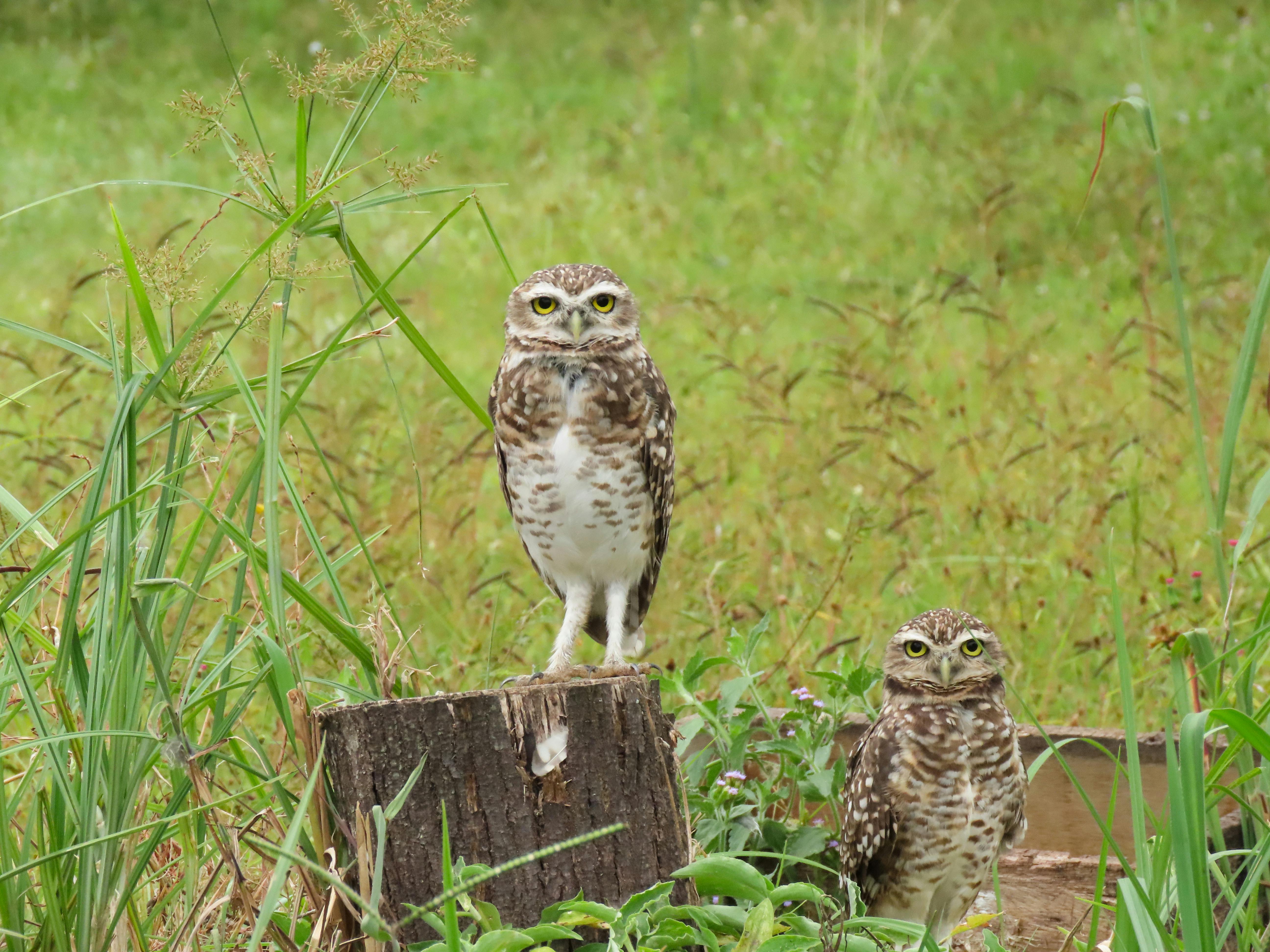 Two Burrowing Owls in a Grassy Field · Free Stock Photo