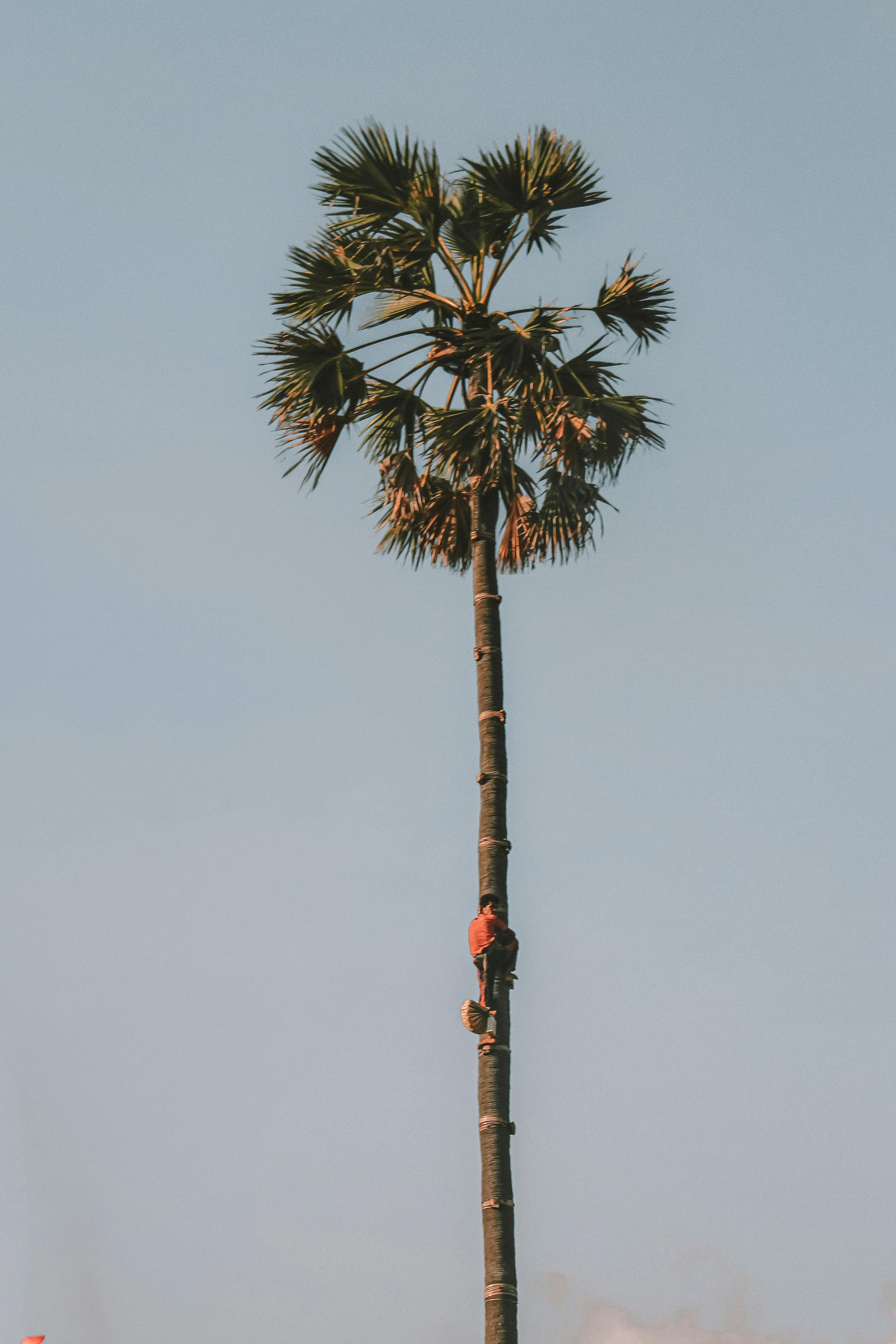 Palm Tree Climber in East Nusa Tenggara · Free Stock Photo