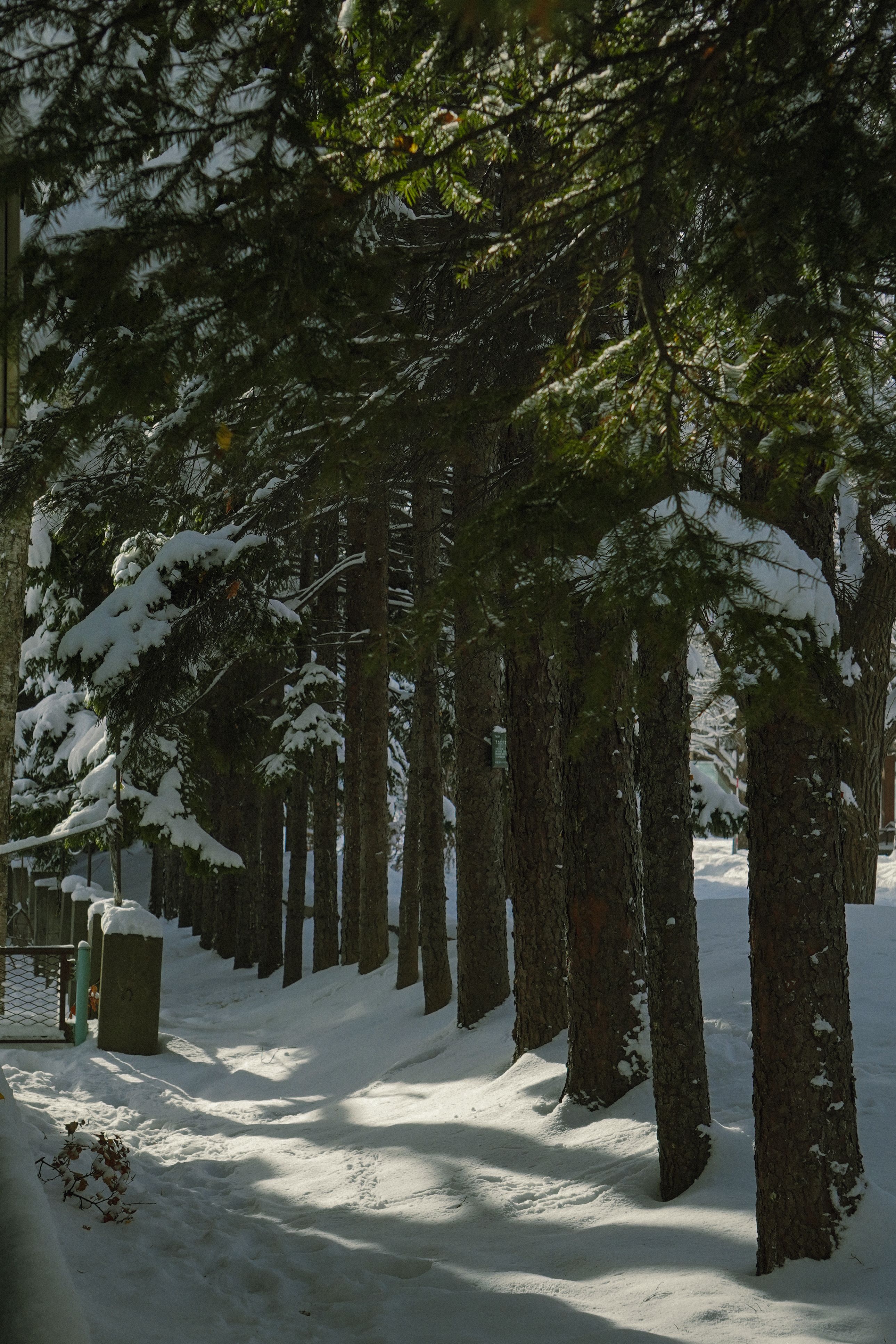 Snowy Pine Trees in Sapporo, Hokkaido Winter Forest · Free Stock Photo