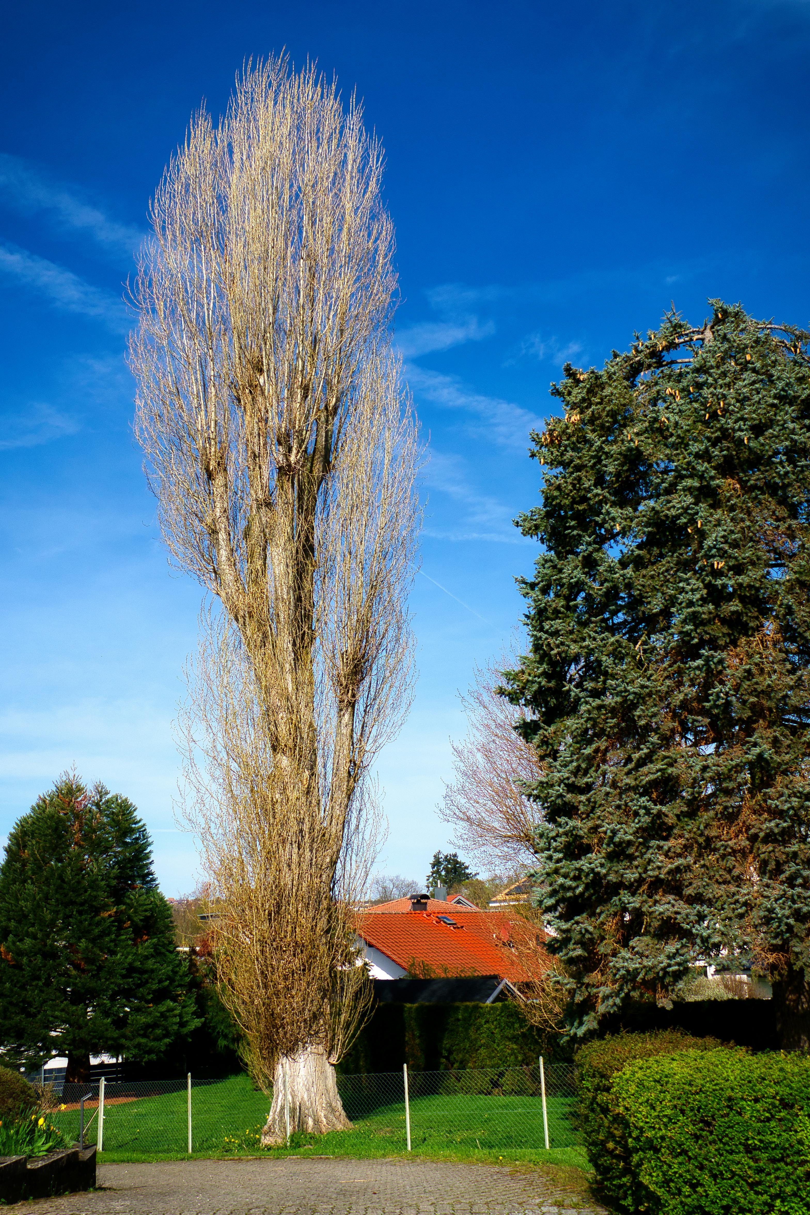 Tall Lombardy Poplar Against Blue Sky in Pforzheim · Free Stock Photo