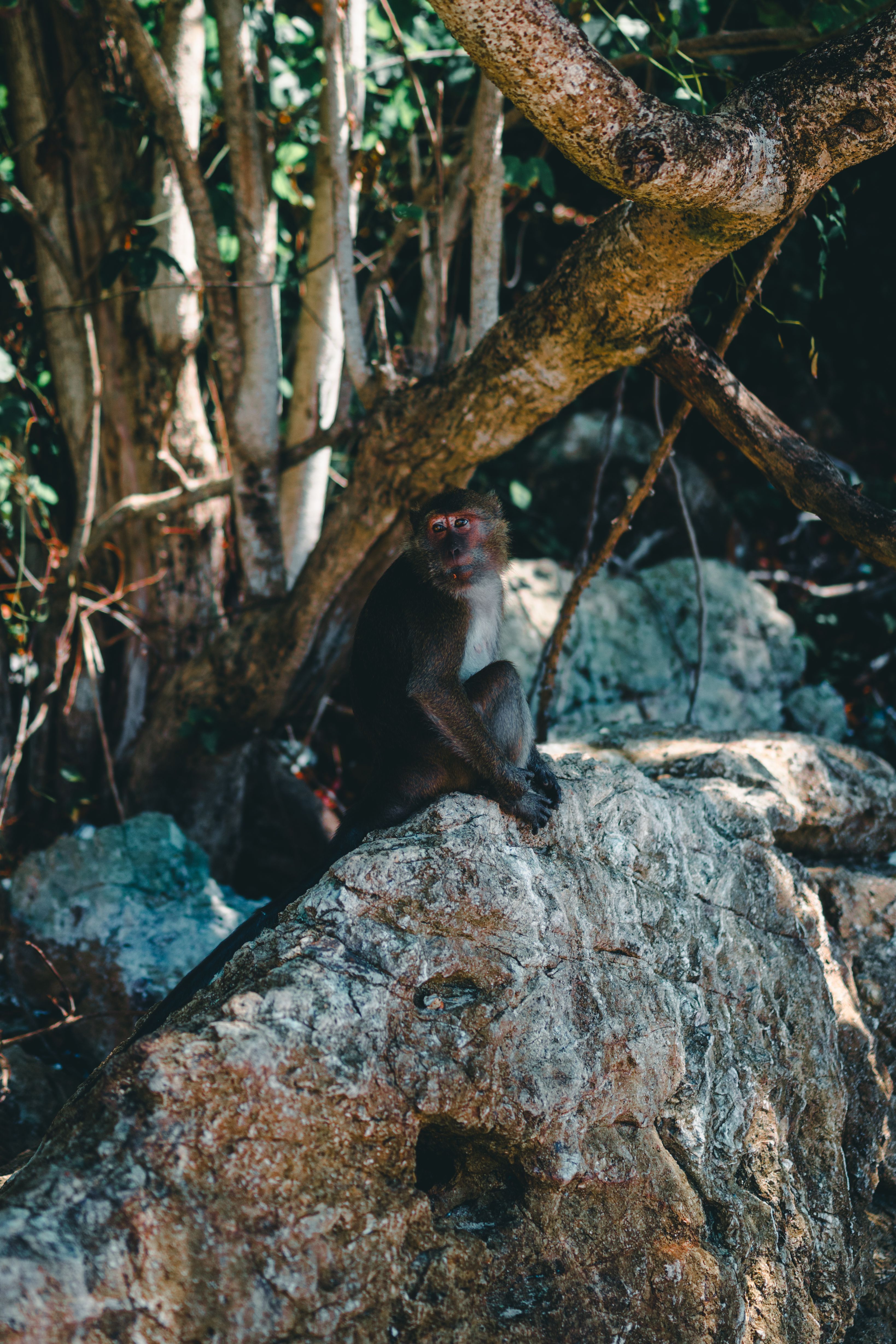 Wild Monkey in Phuket's Lush Foliage · Free Stock Photo