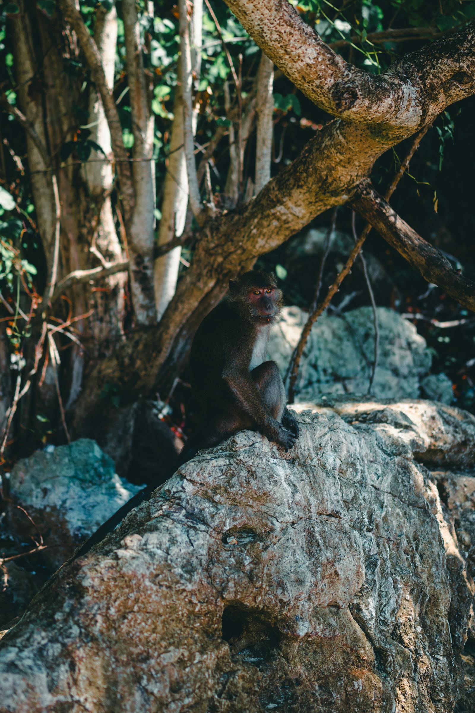 Monkey Rizz Photos, Download The BEST Free Monkey Rizz Stock Photos ...