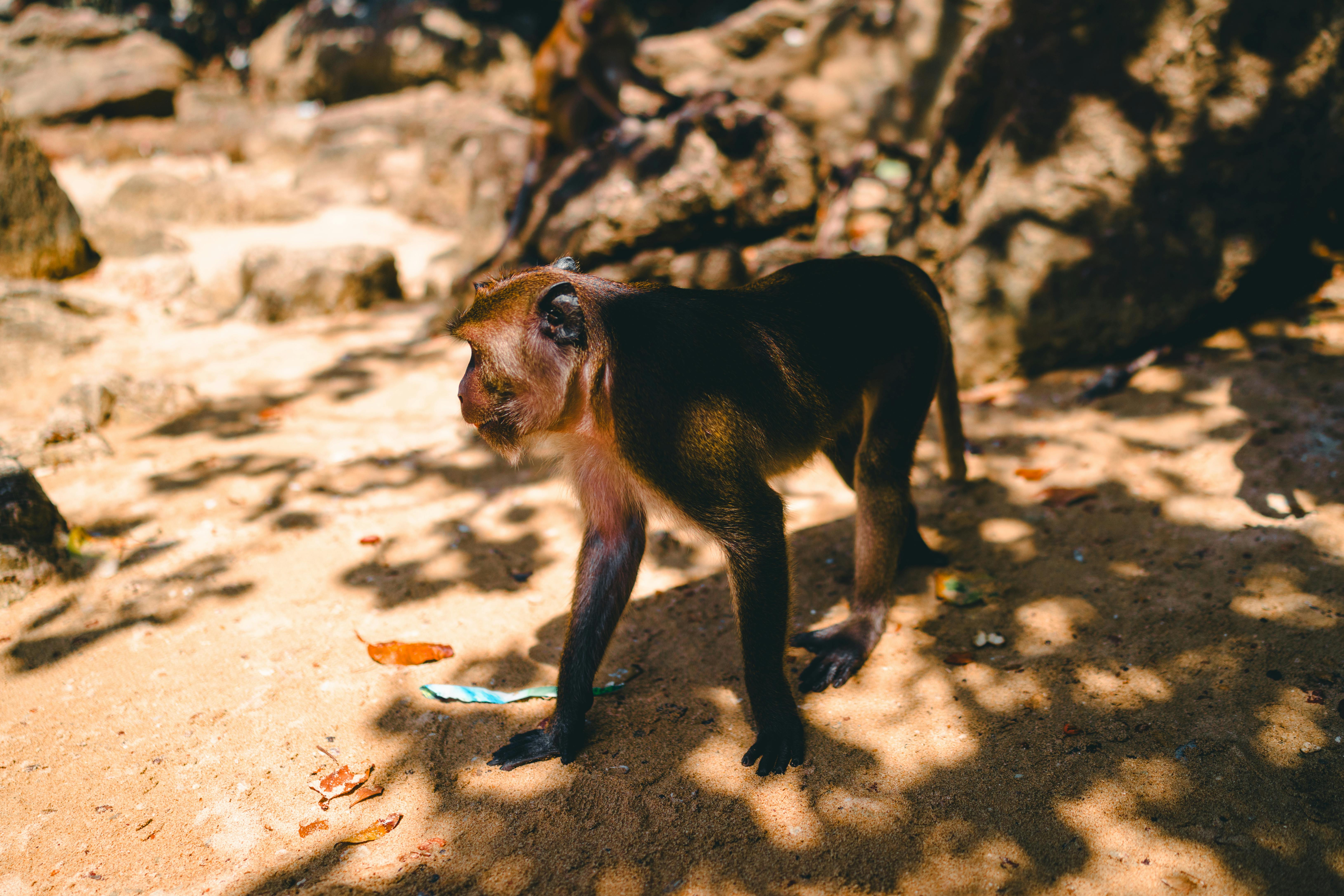 Anas Anjing Tropic Photos, Download The BEST Free Anas Anjing Tropic ...