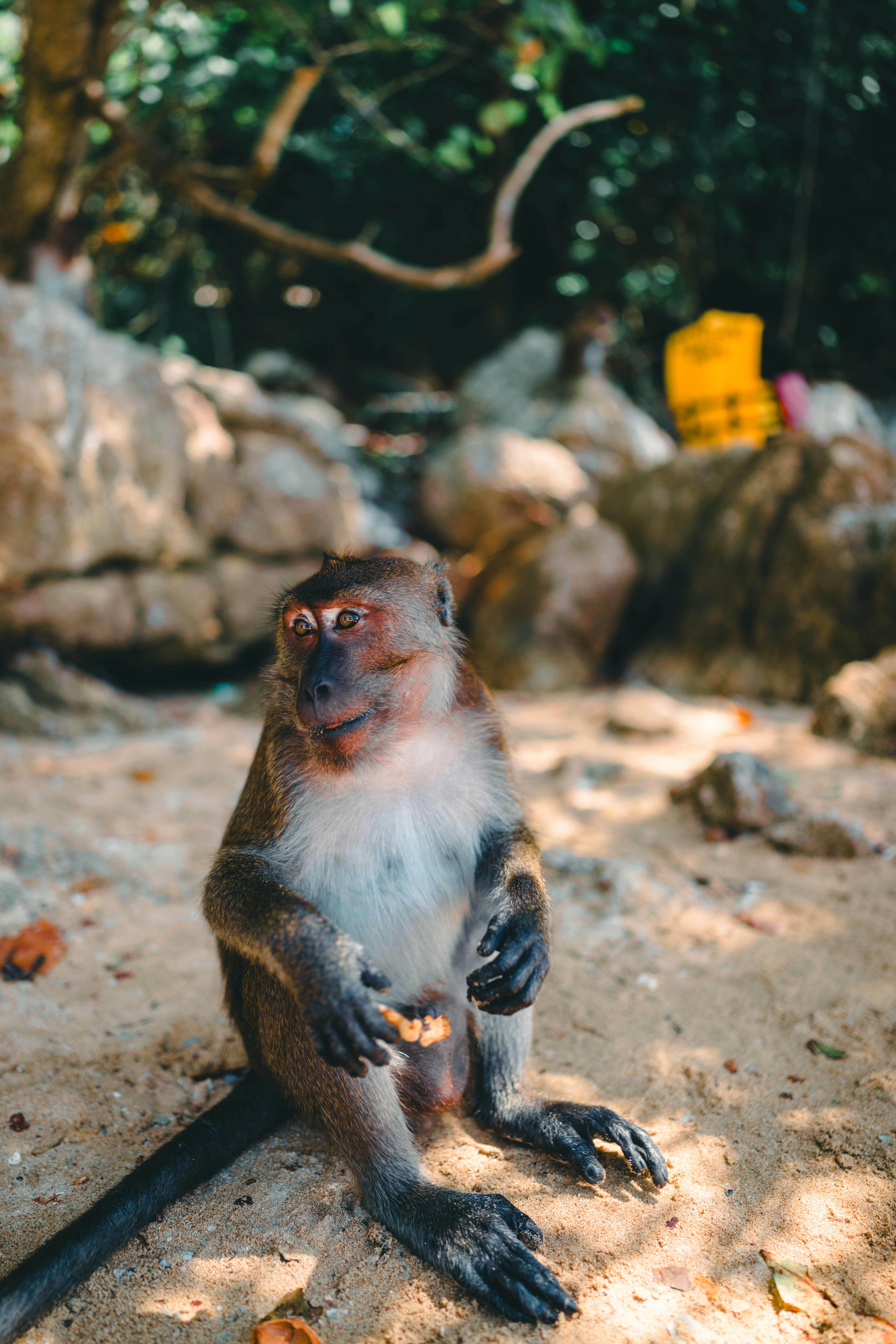 Playful Monkey on a Sandy Beach in Phuket · Free Stock Photo