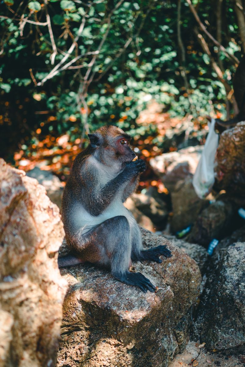 Goofy Monkey Photos, Download The BEST Free Goofy Monkey Stock Photos ...