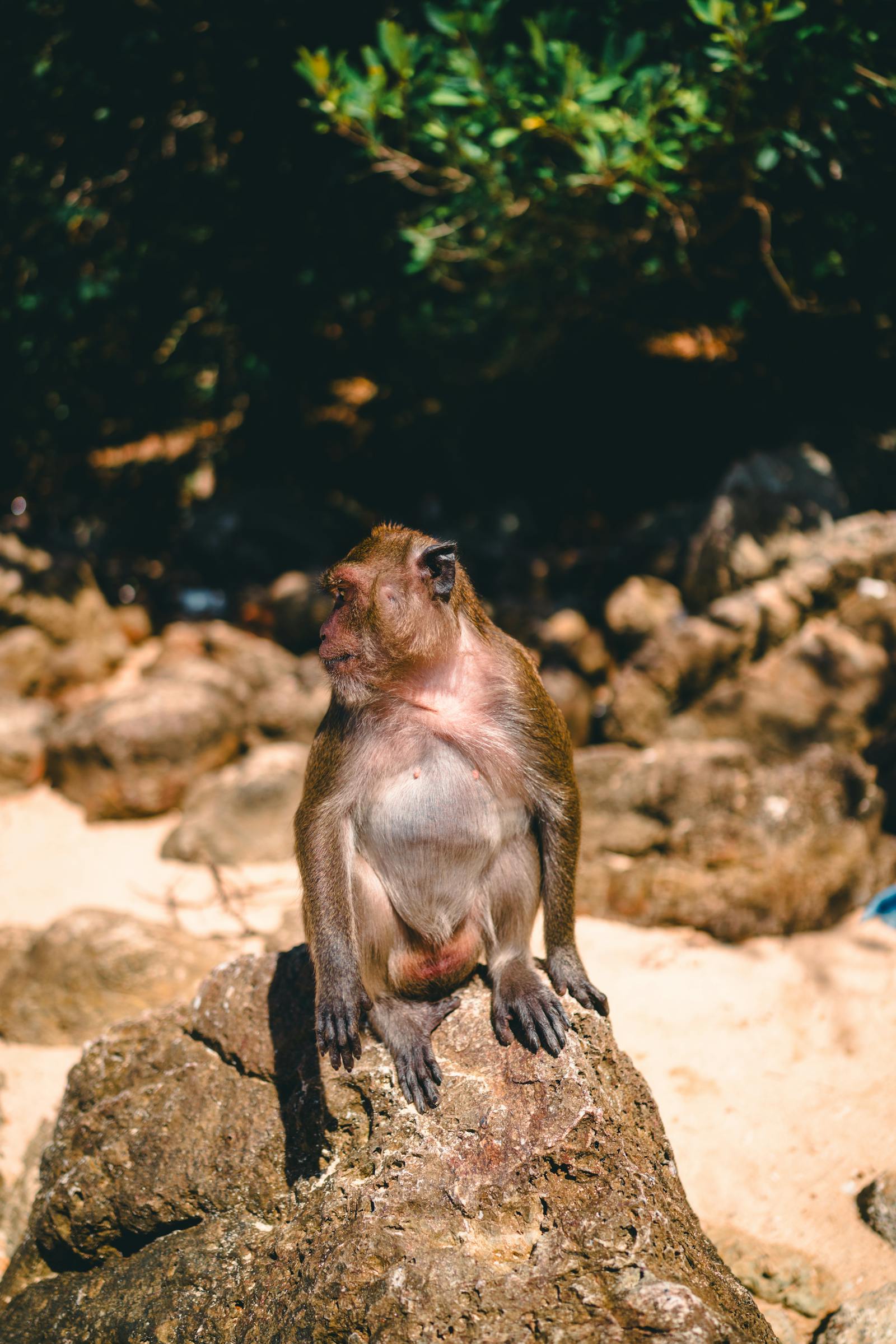 Chinese Monkey Photos, Download The BEST Free Chinese Monkey Stock ...