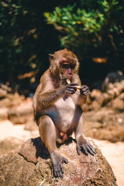 Goofy Monkey Photos, Download The BEST Free Goofy Monkey Stock Photos ...