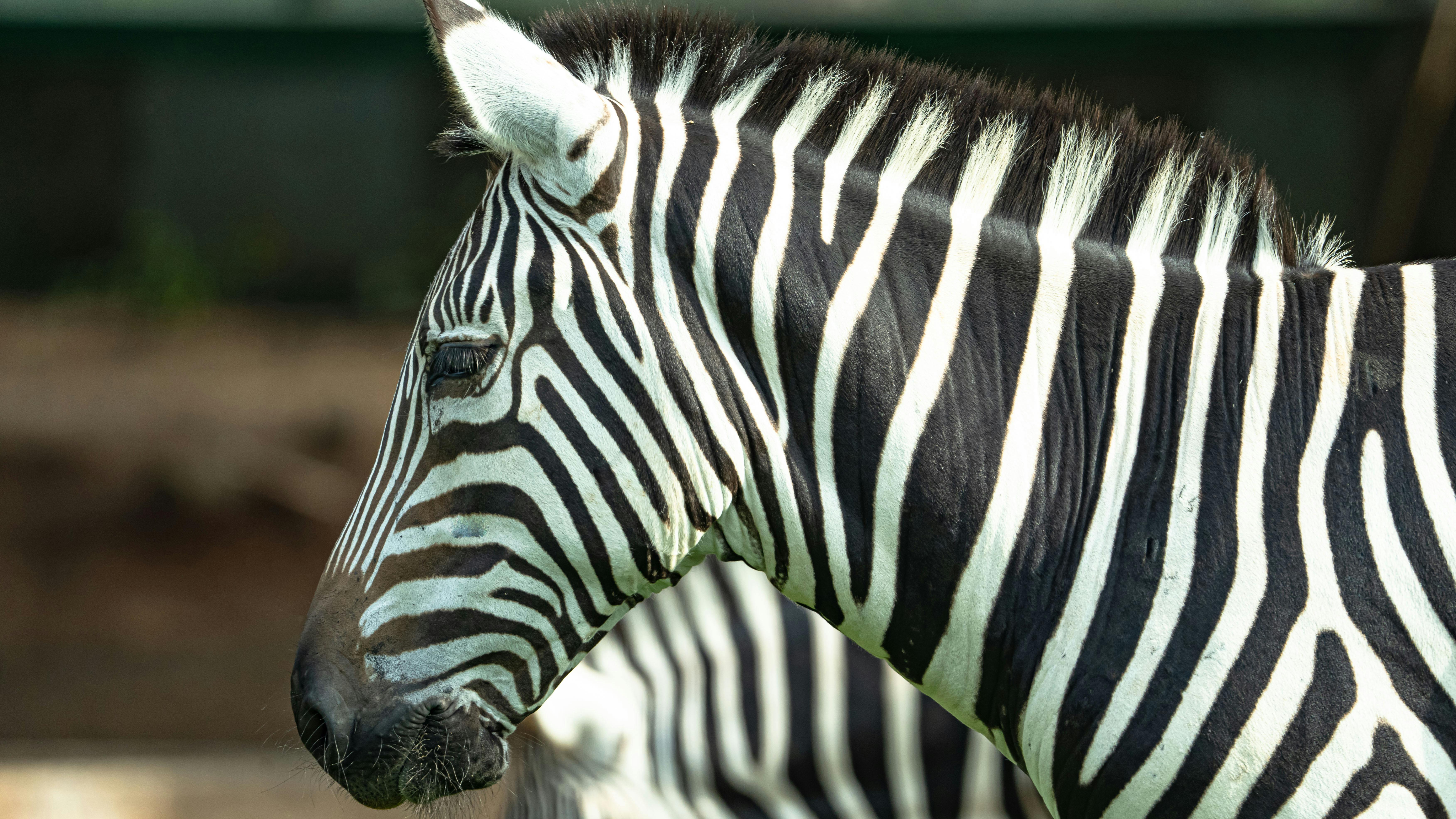Close-Up of Zebra in Natural Habitat, Bengaluru · Free Stock Photo