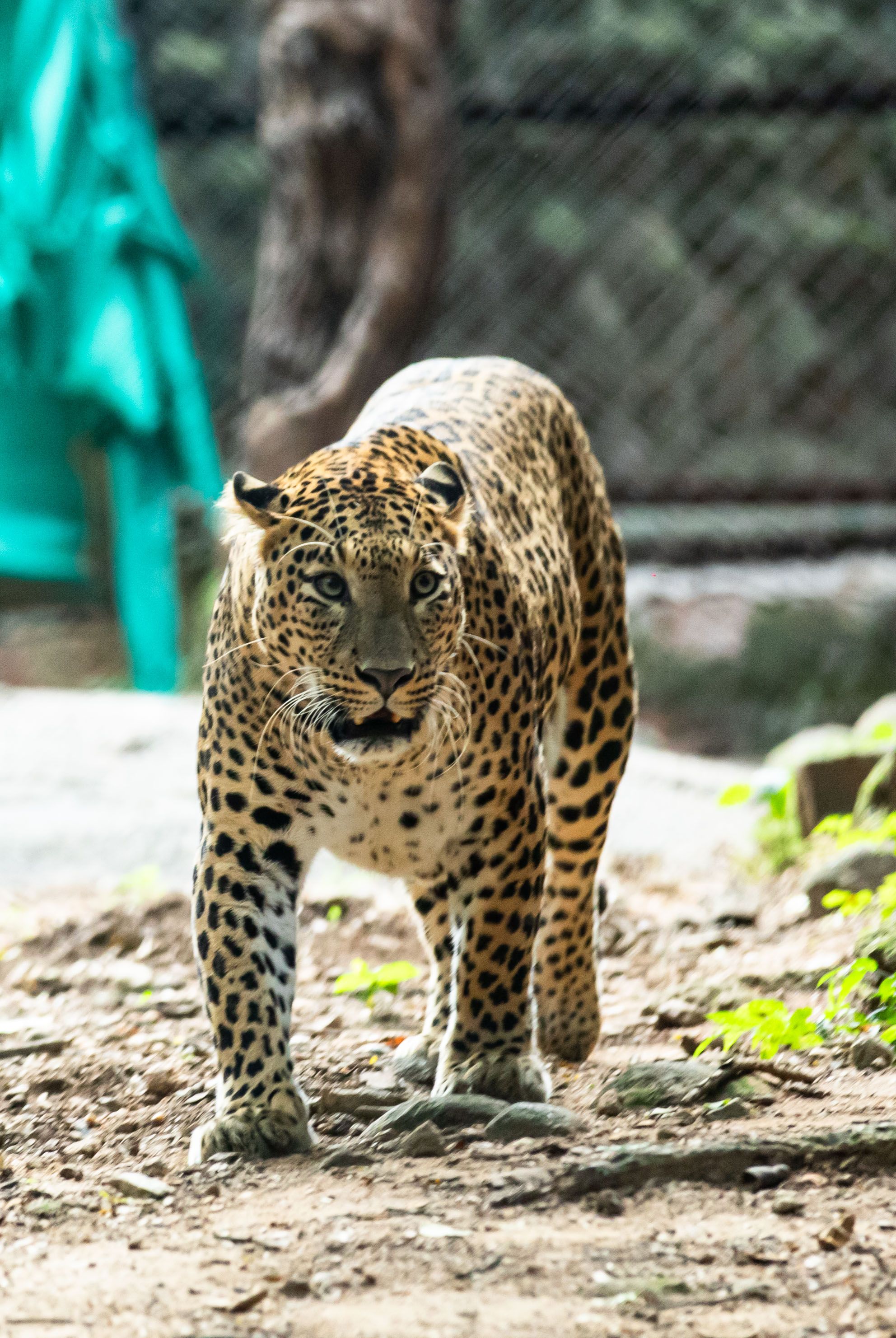 Majestic Leopard in Natural Habitat · Free Stock Photo