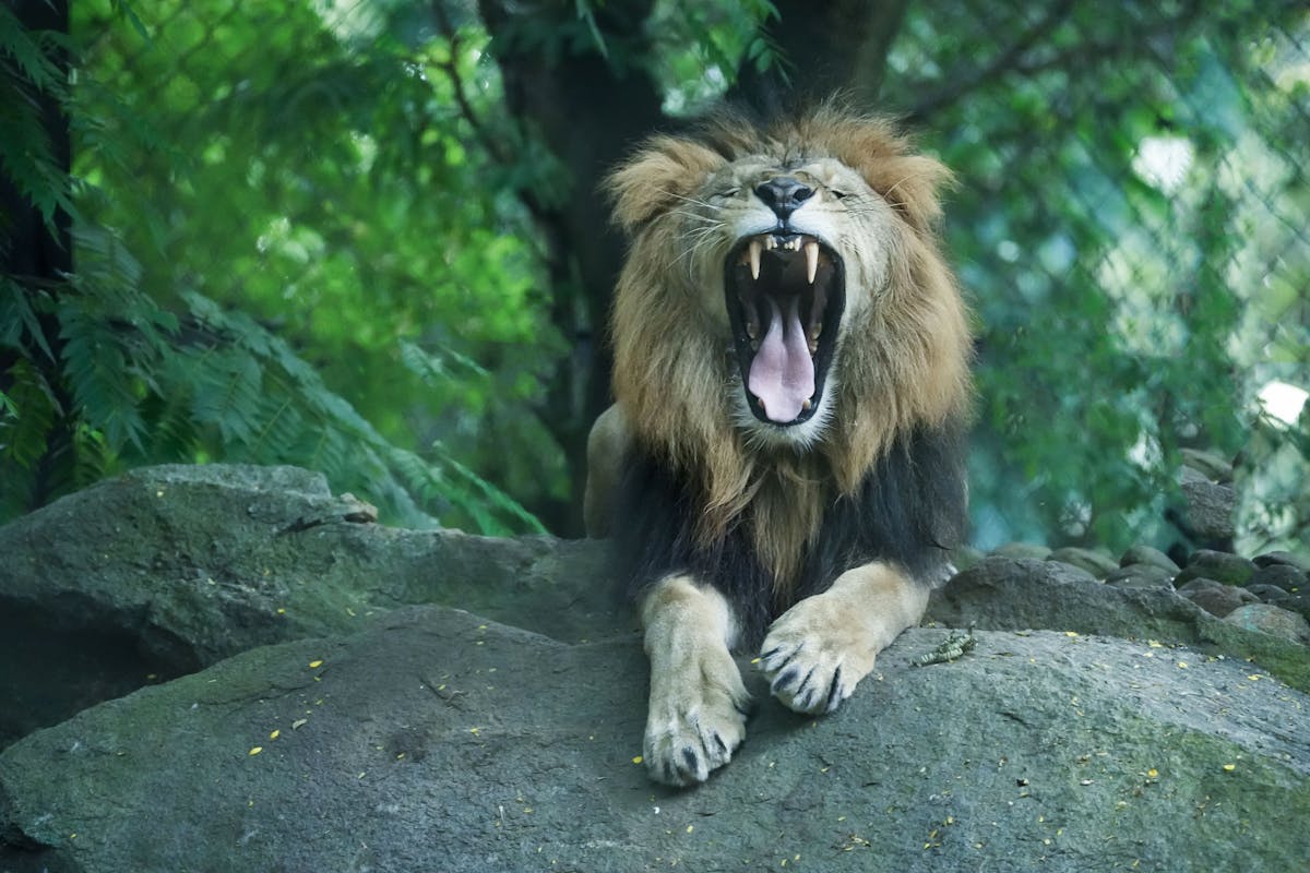 Free+Tuff+Pfp Photos, Download The BEST Free Free+Tuff+Pfp Stock Photos ...