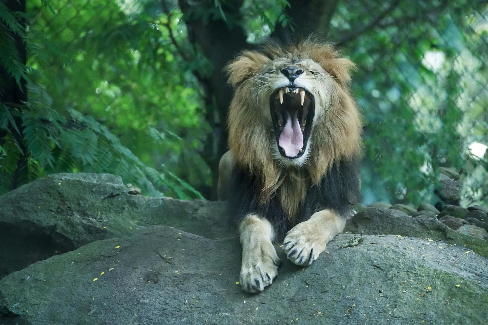 Free+Tuff+Pfp Photos, Download The BEST Free Free+Tuff+Pfp Stock Photos ...