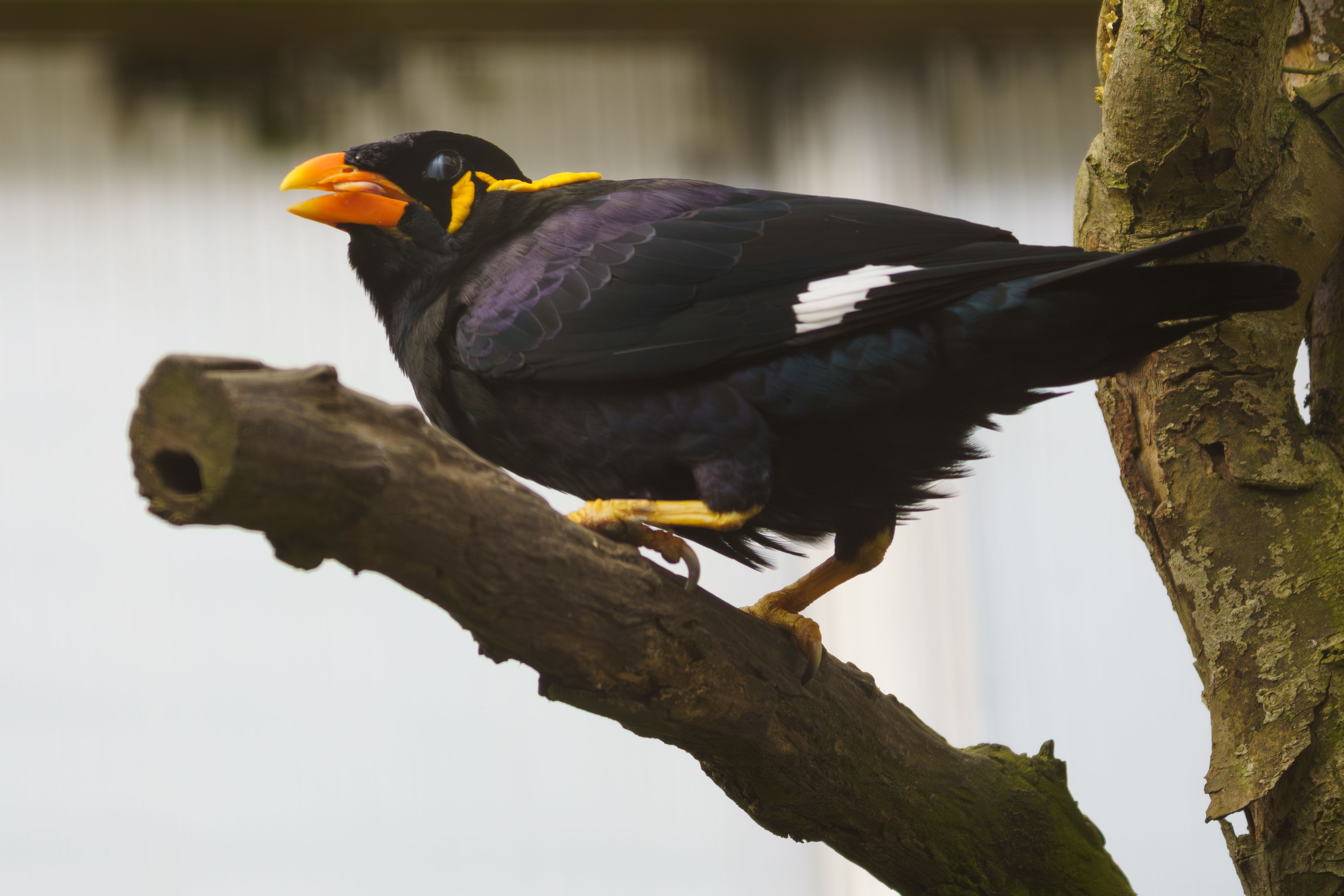 Close-up of Black and Yellow Hill Myna Perched on a Branch · Free Stock ...