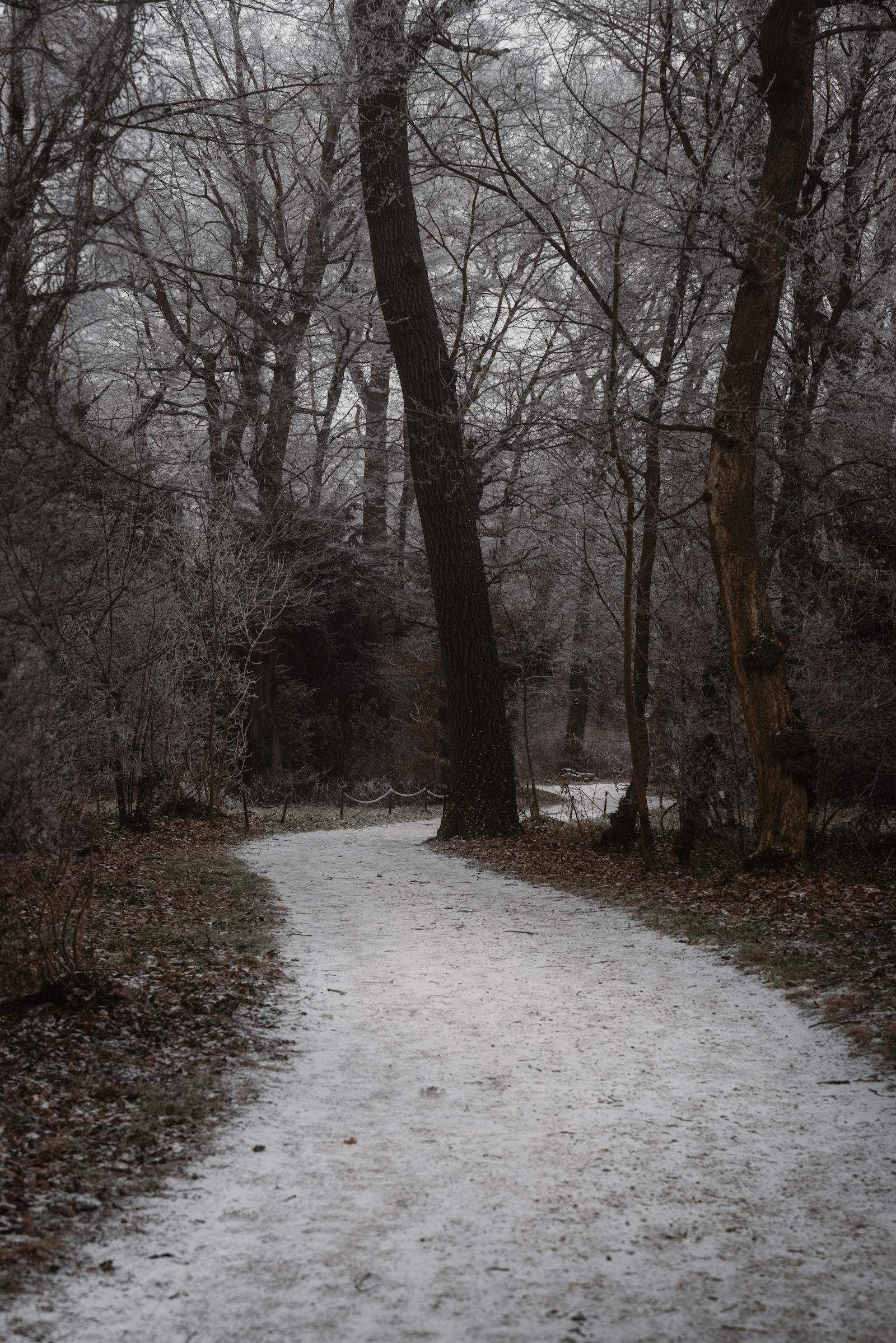 4k Wallpaper Forest Photos, Download The BEST Free 4k Wallpaper Forest ...