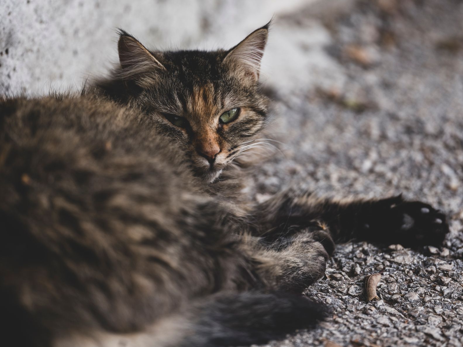 International Cat Day History and Fun Celebrations Explained